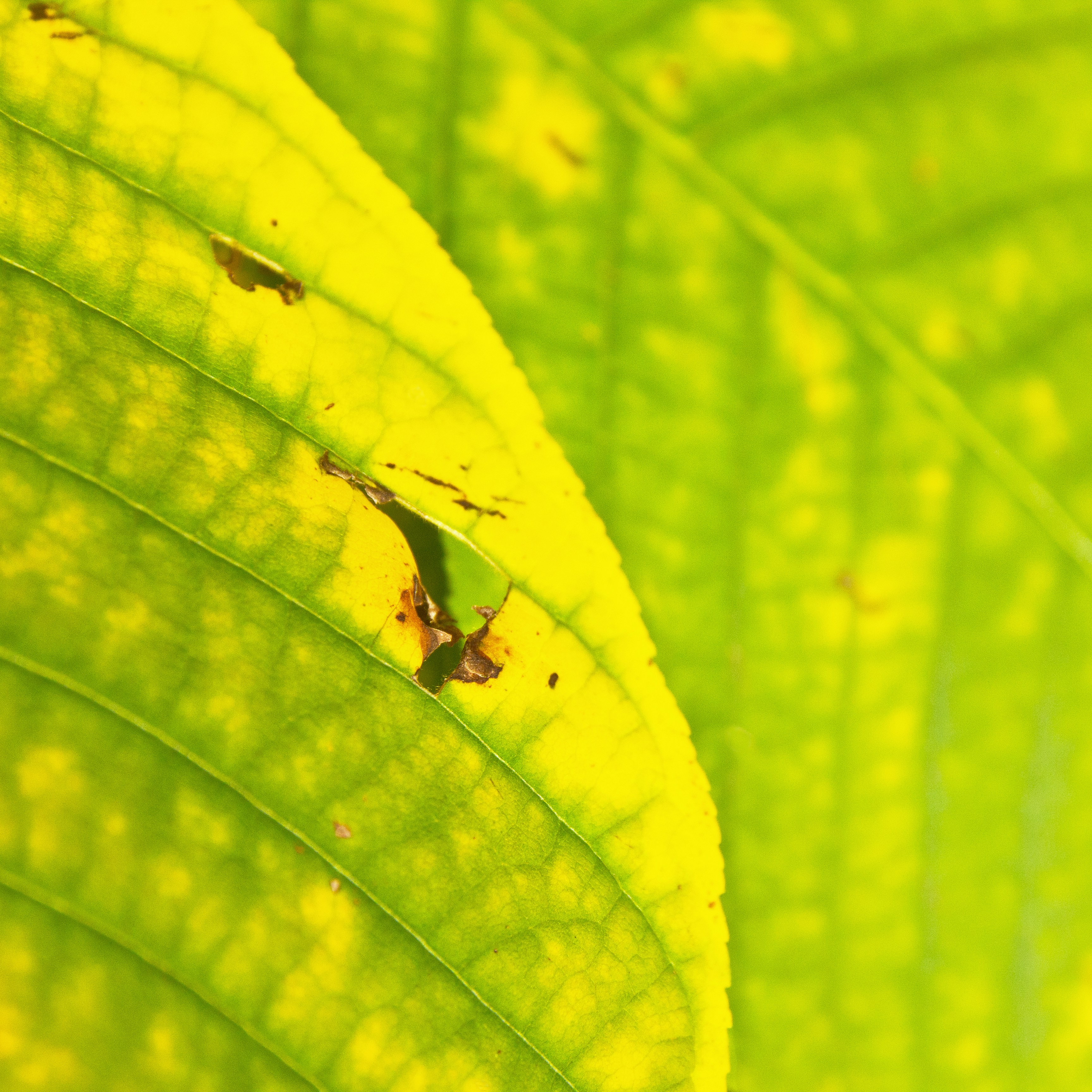 The Intricacies of Nature's Palette