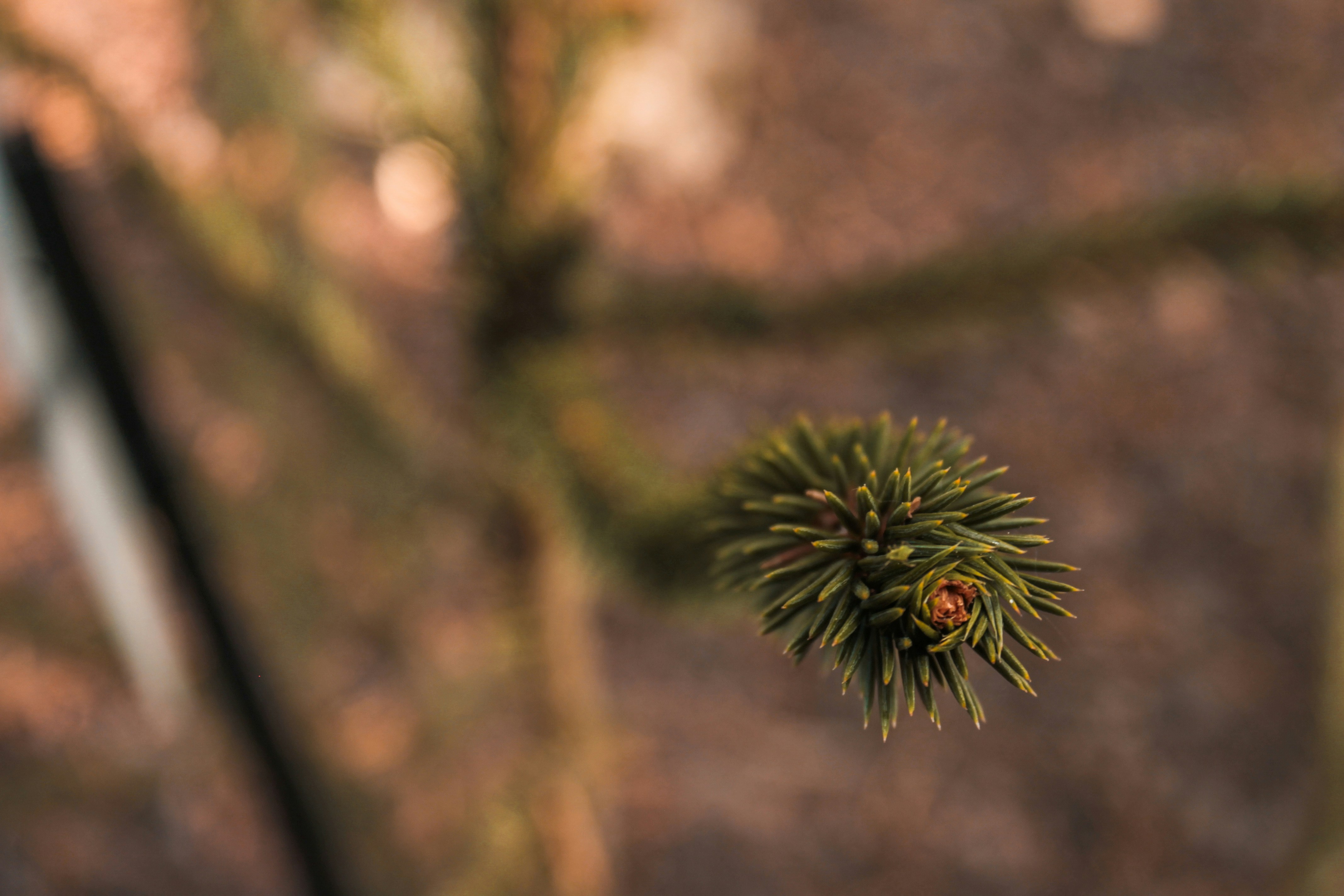 Close-up of a pine tree branch with needles.