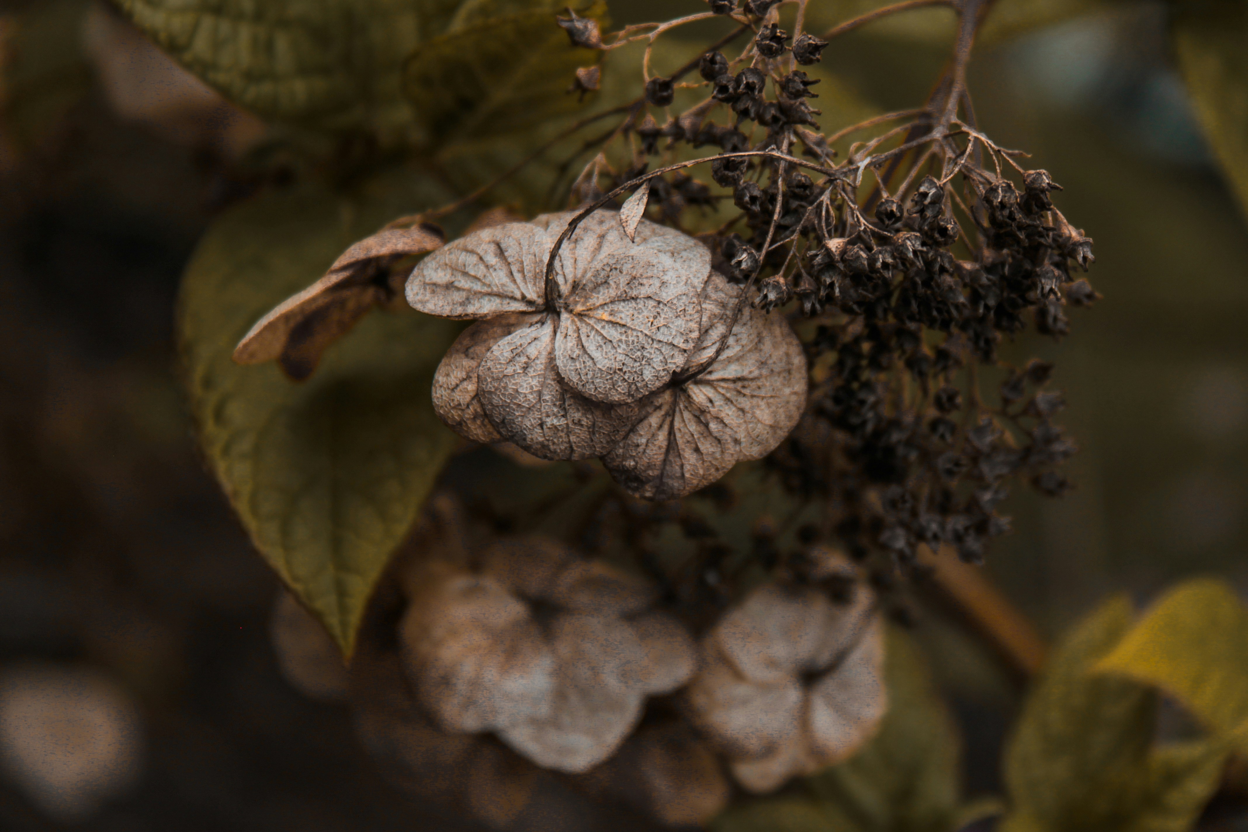 Whispers of Autumn's Embrace