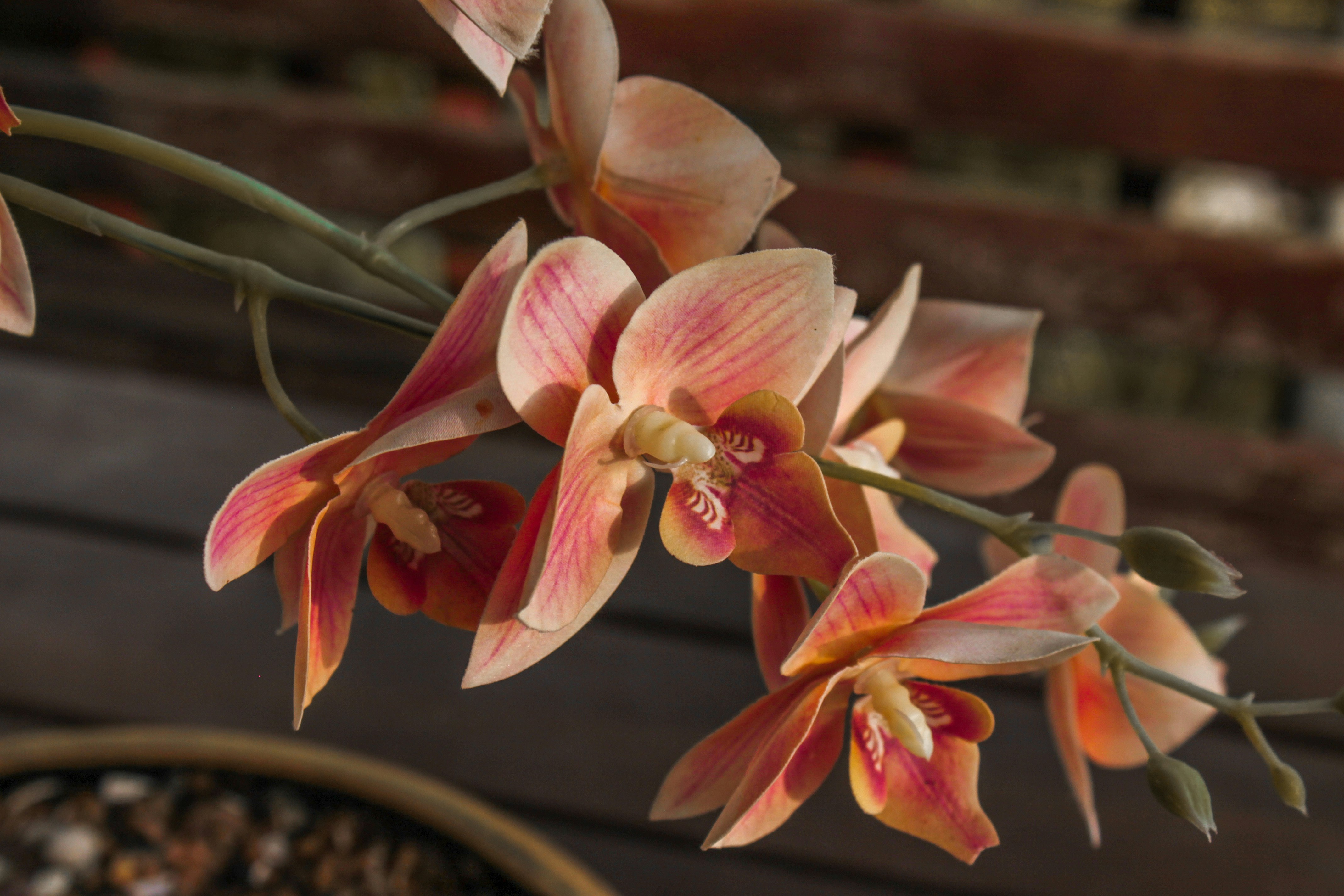 Whispers of Nature: The Orchid's Elegance