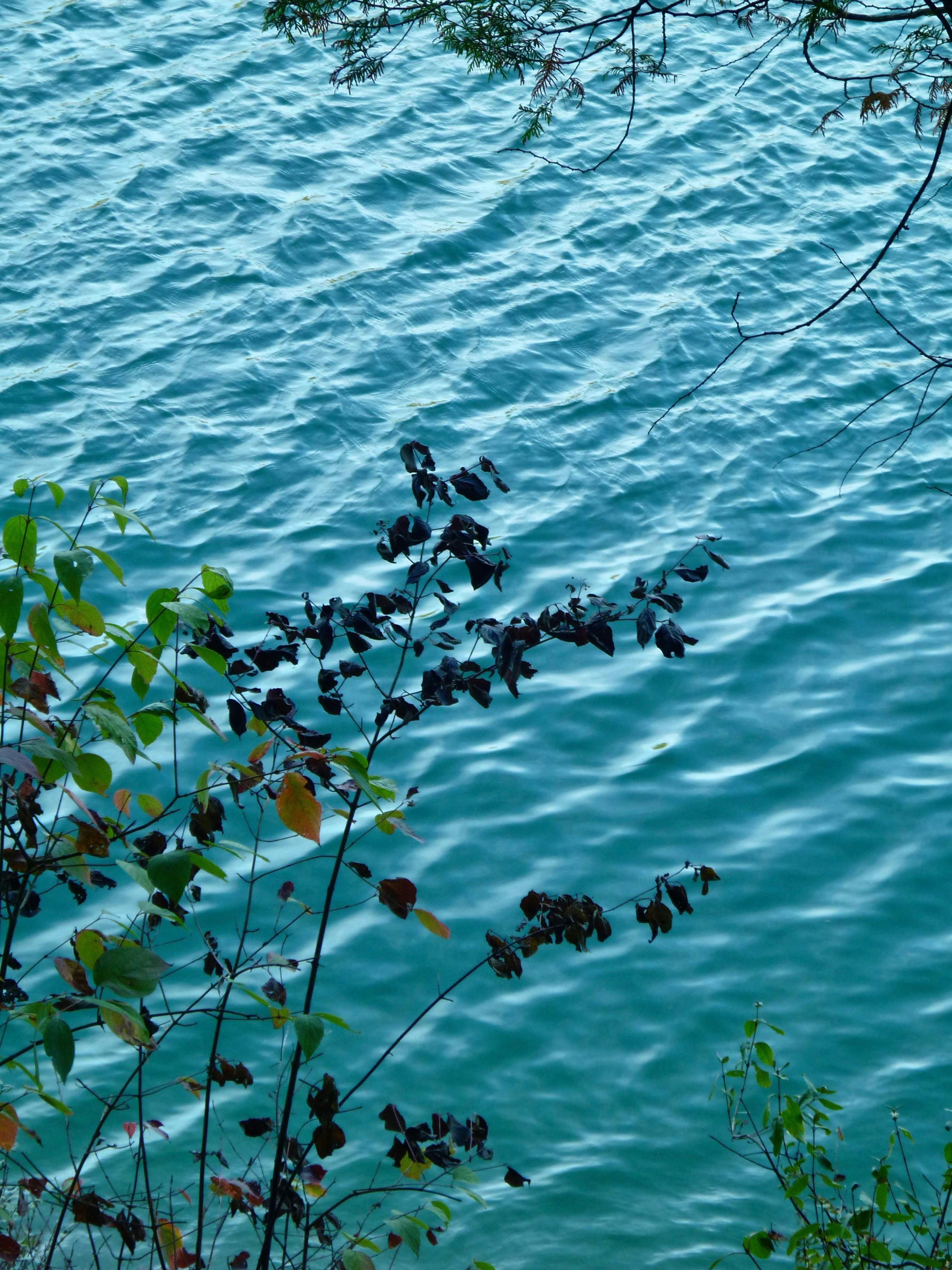 Delicate branches with colorful leaves frame the tranquil surface of the water, creating a serene natural composition.