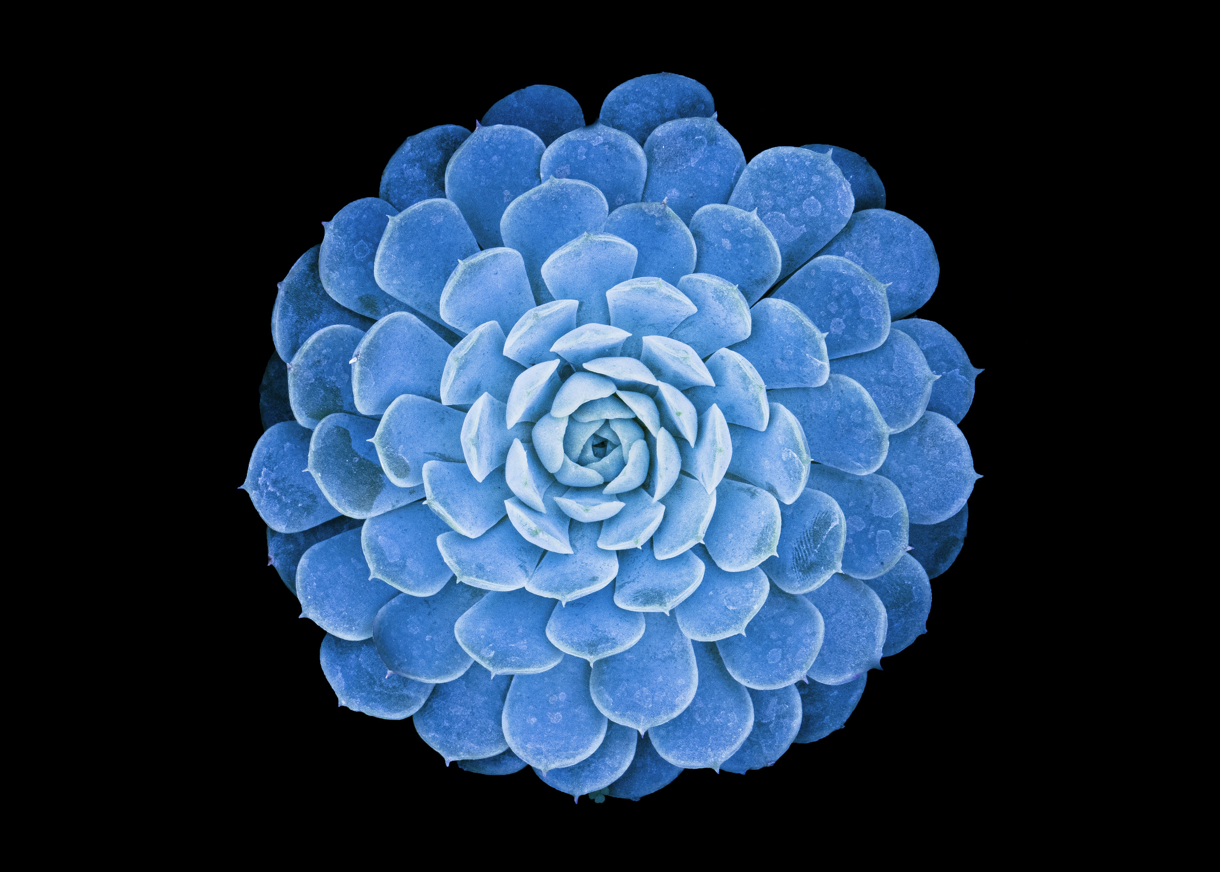Symphony of Blue Succulents