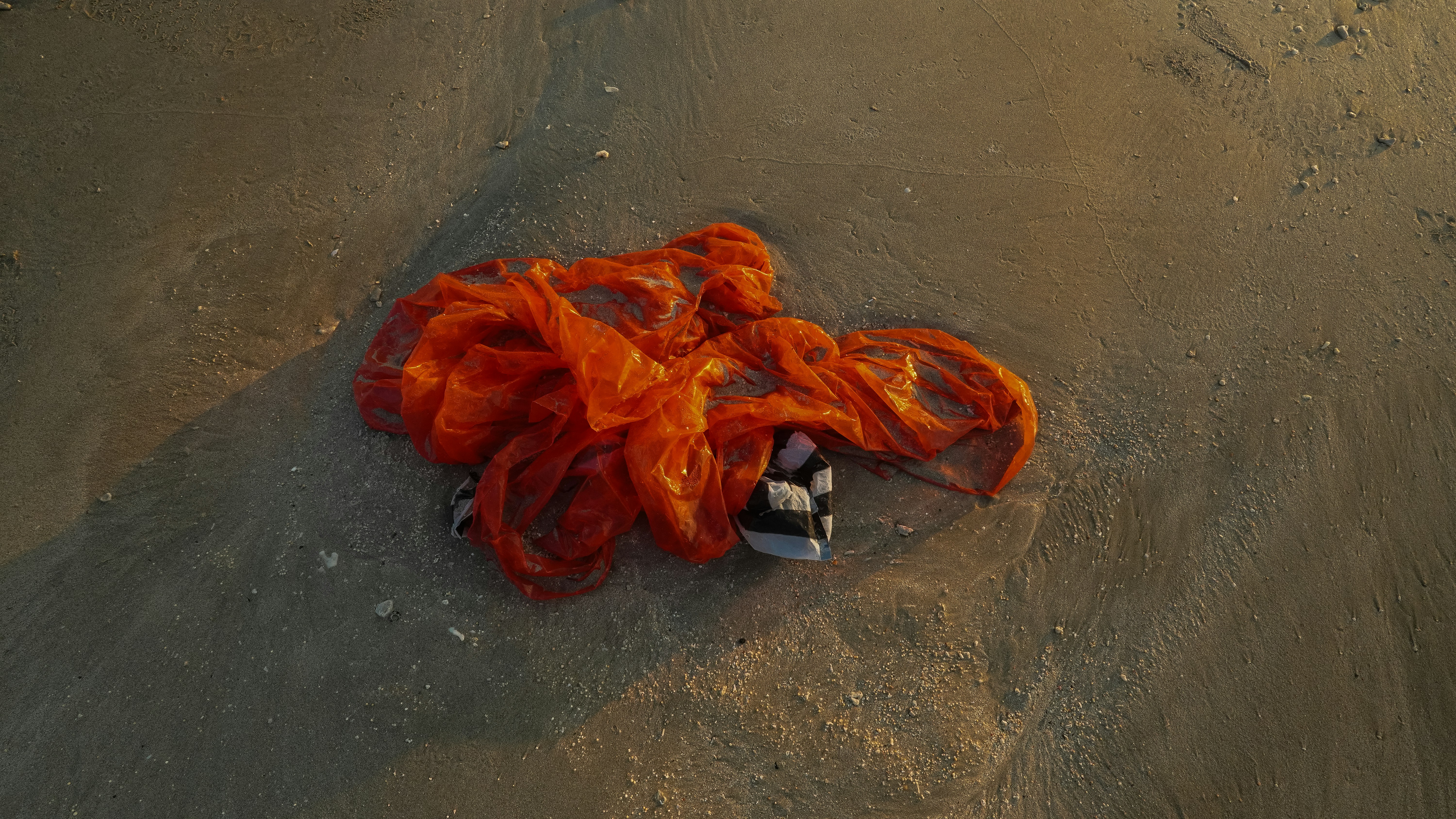 Whispers of the Shore: A Tangle of Orange