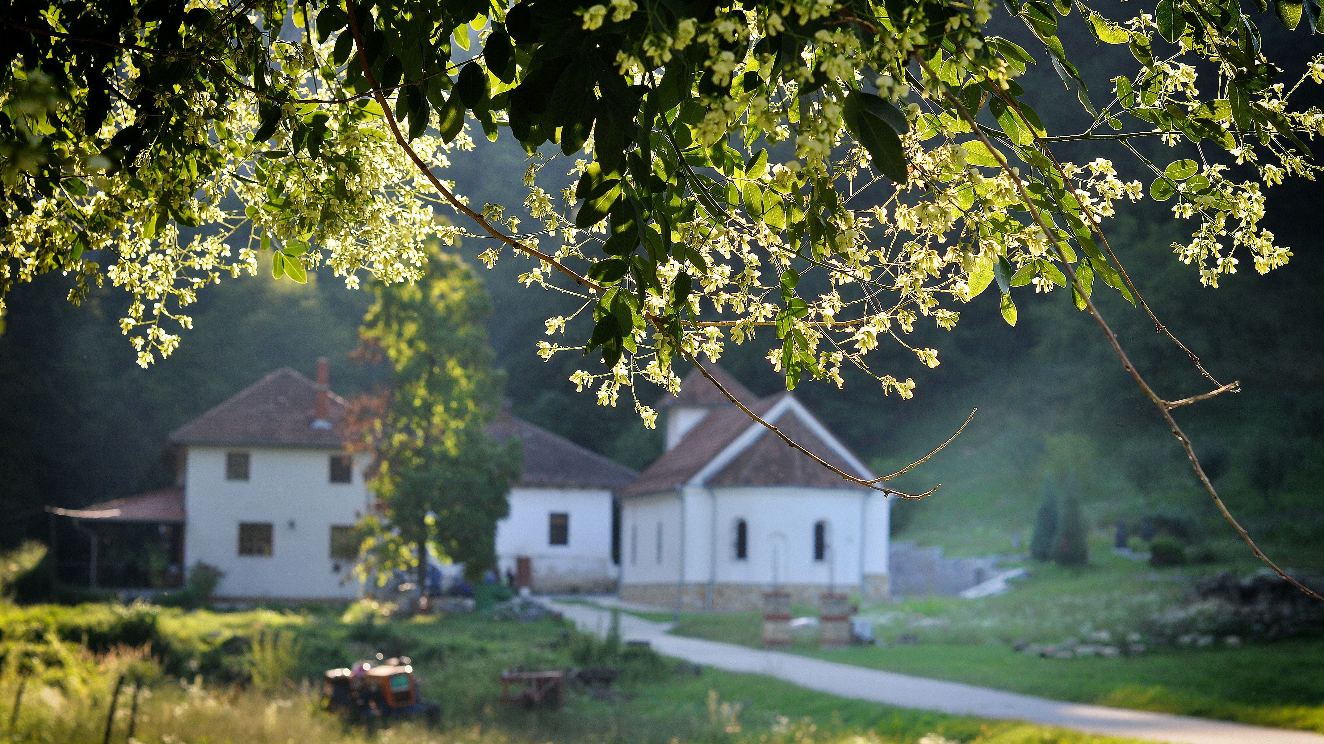 Whispers of Nature: A Tranquil Homestead