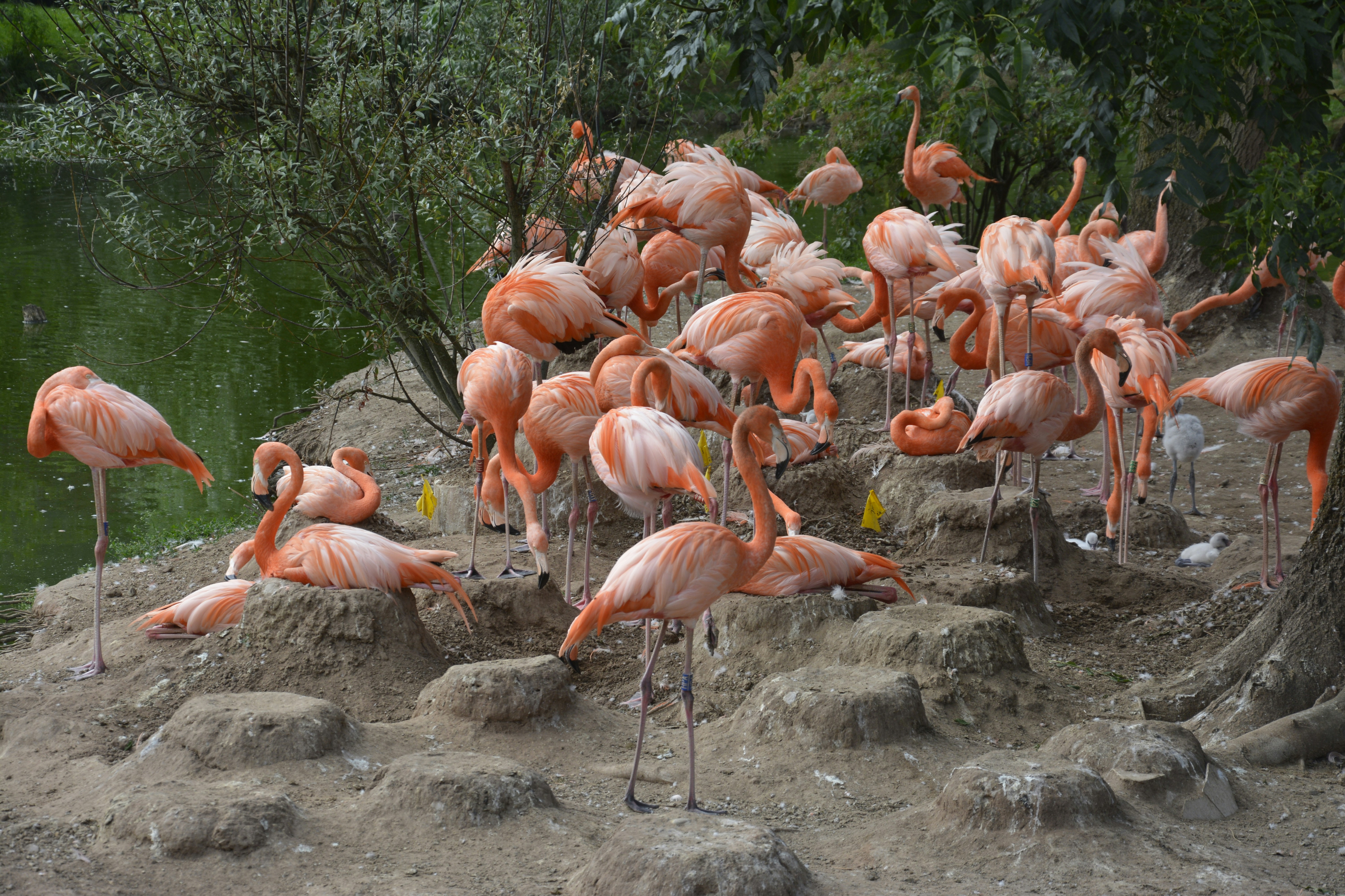 Harmony in Pink: A Flamingo Gathering