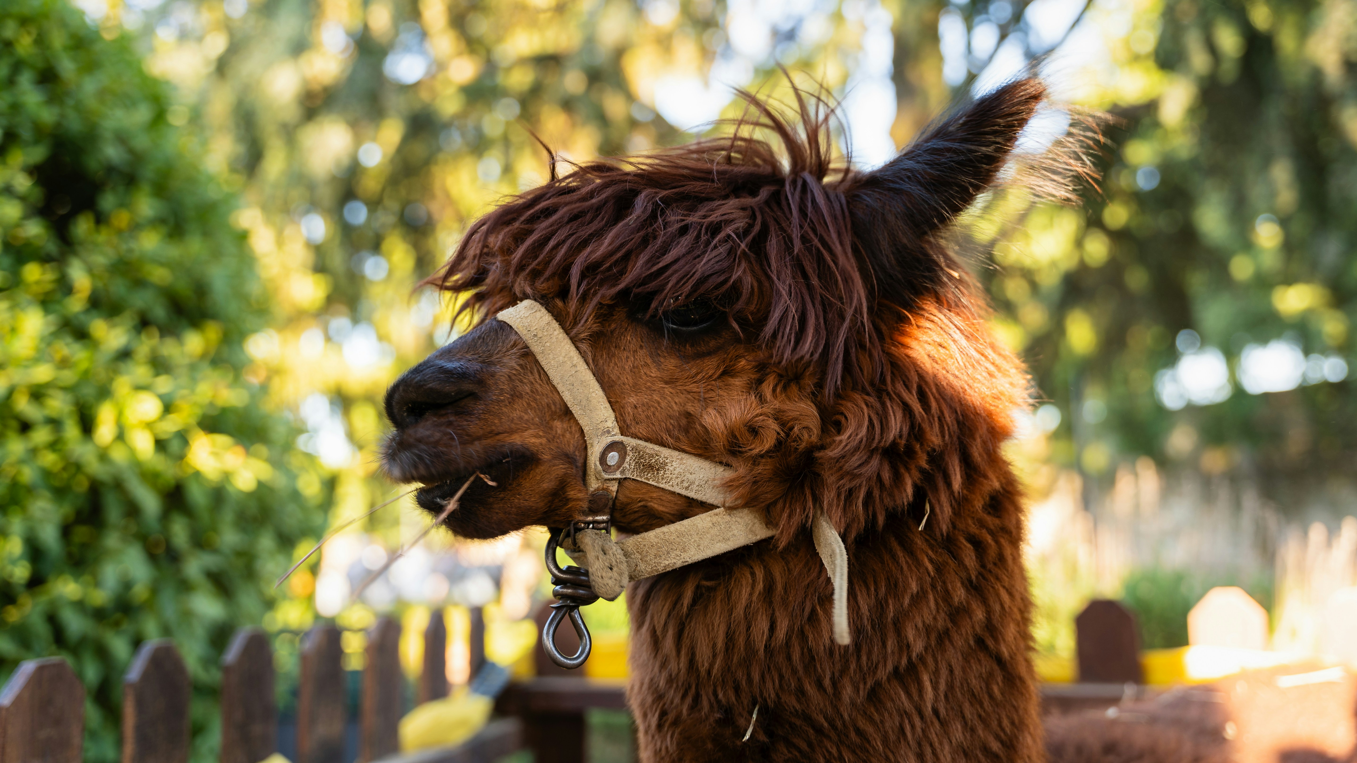 Whimsical Whiskers: The Charismatic Alpaca