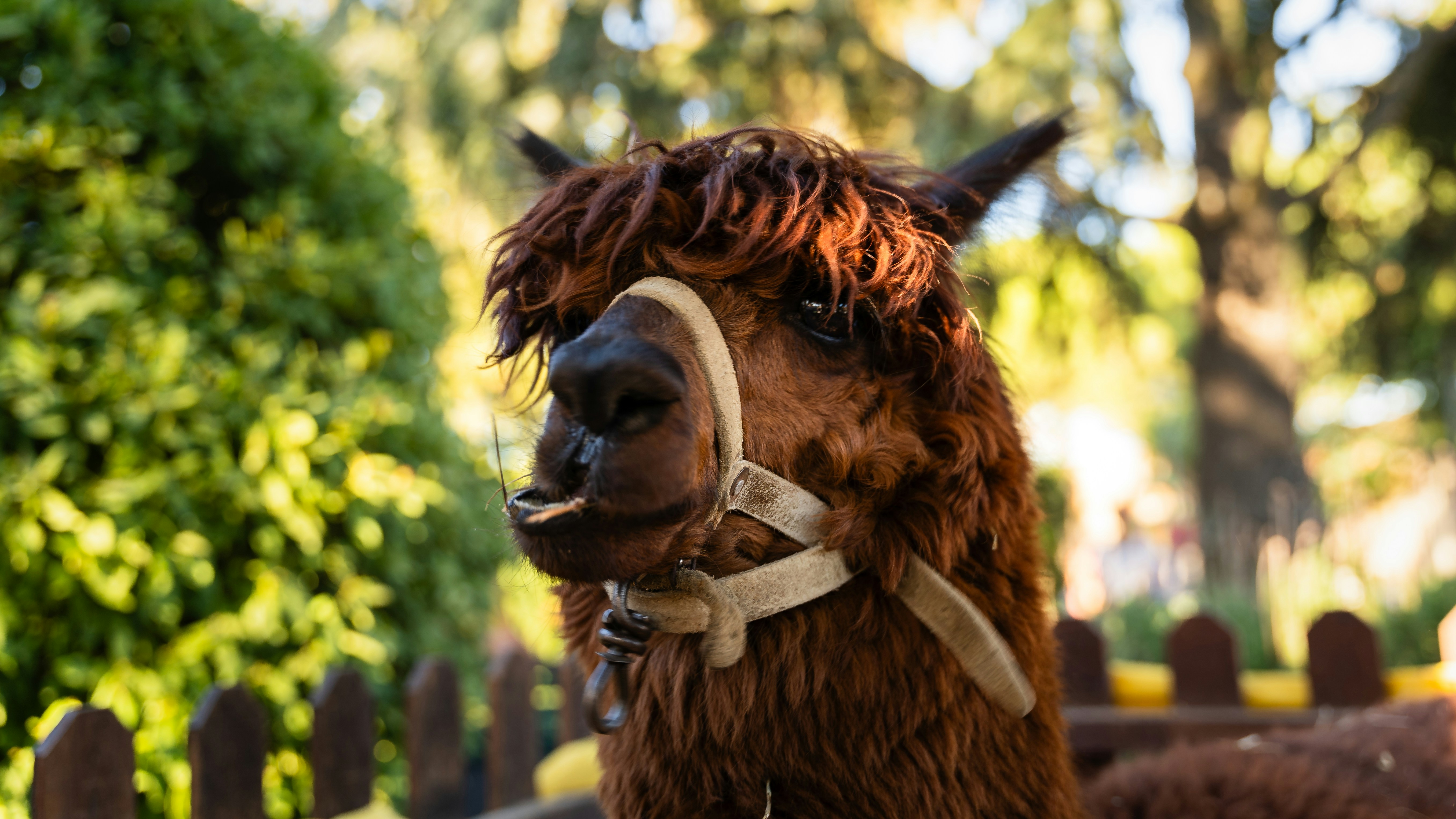 Whimsical Whiskers: A Llama's Day Out