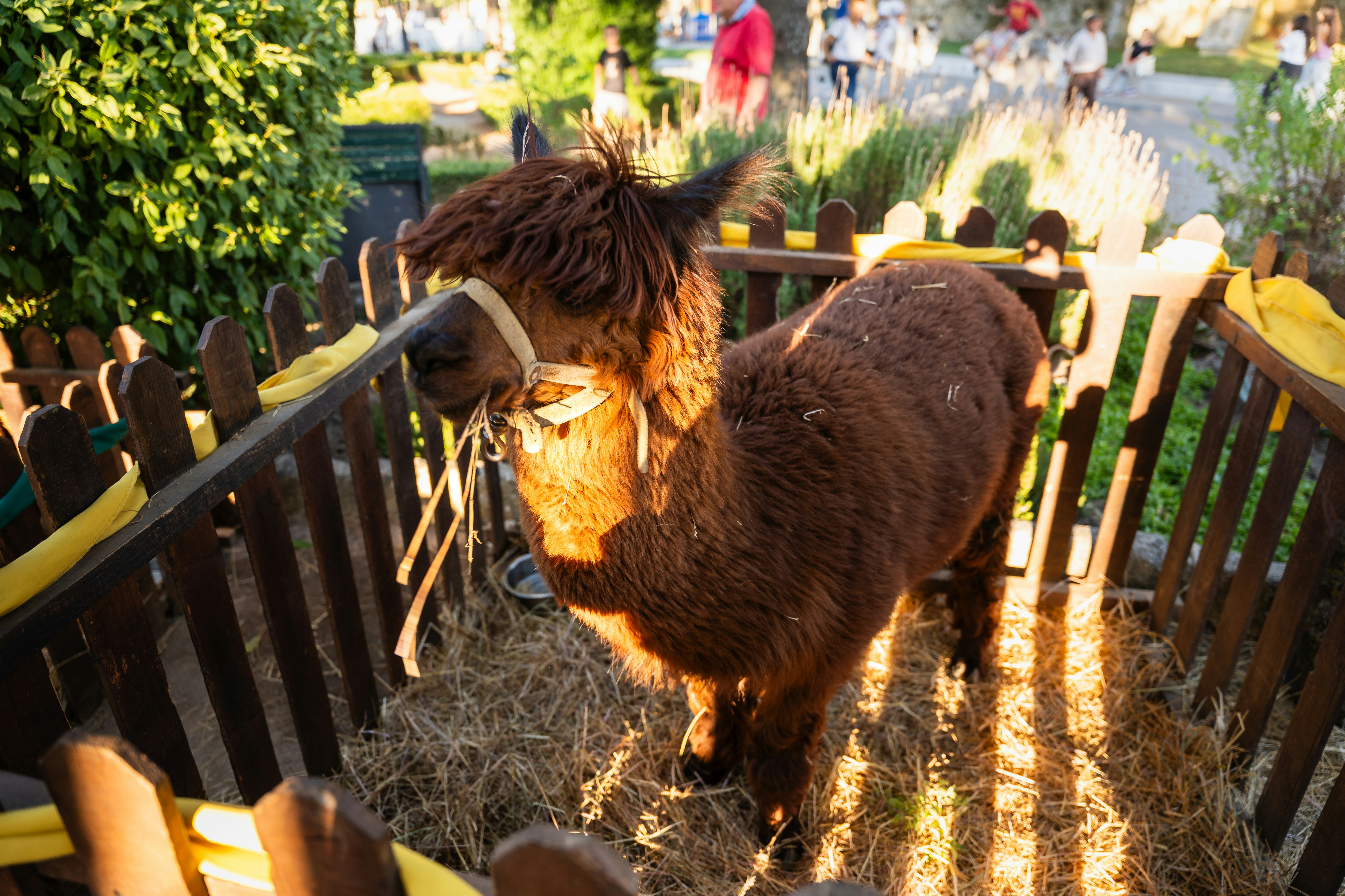 Two alpacas standing in a wooden enclosure