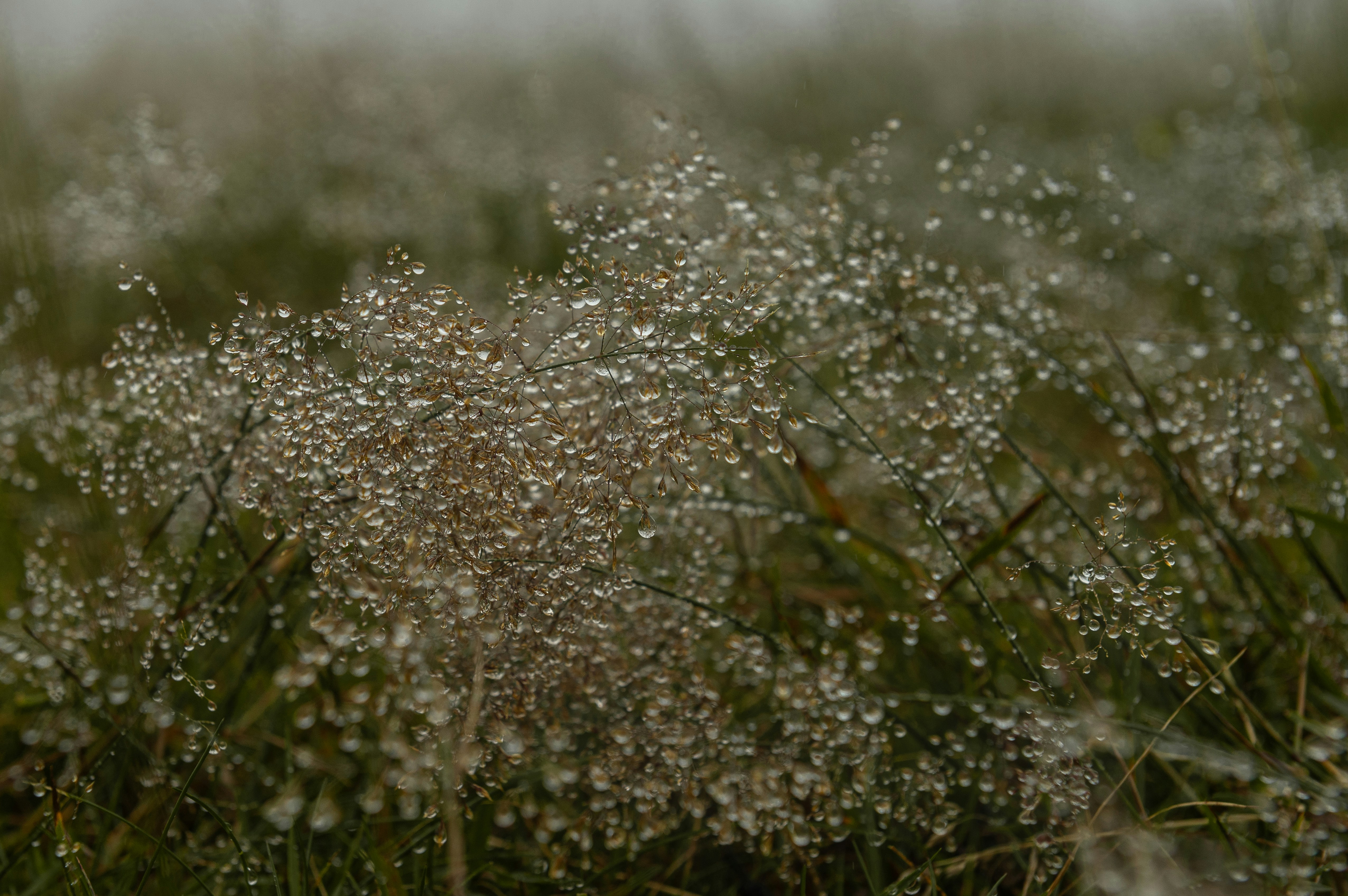 Whispers of Morning Dew