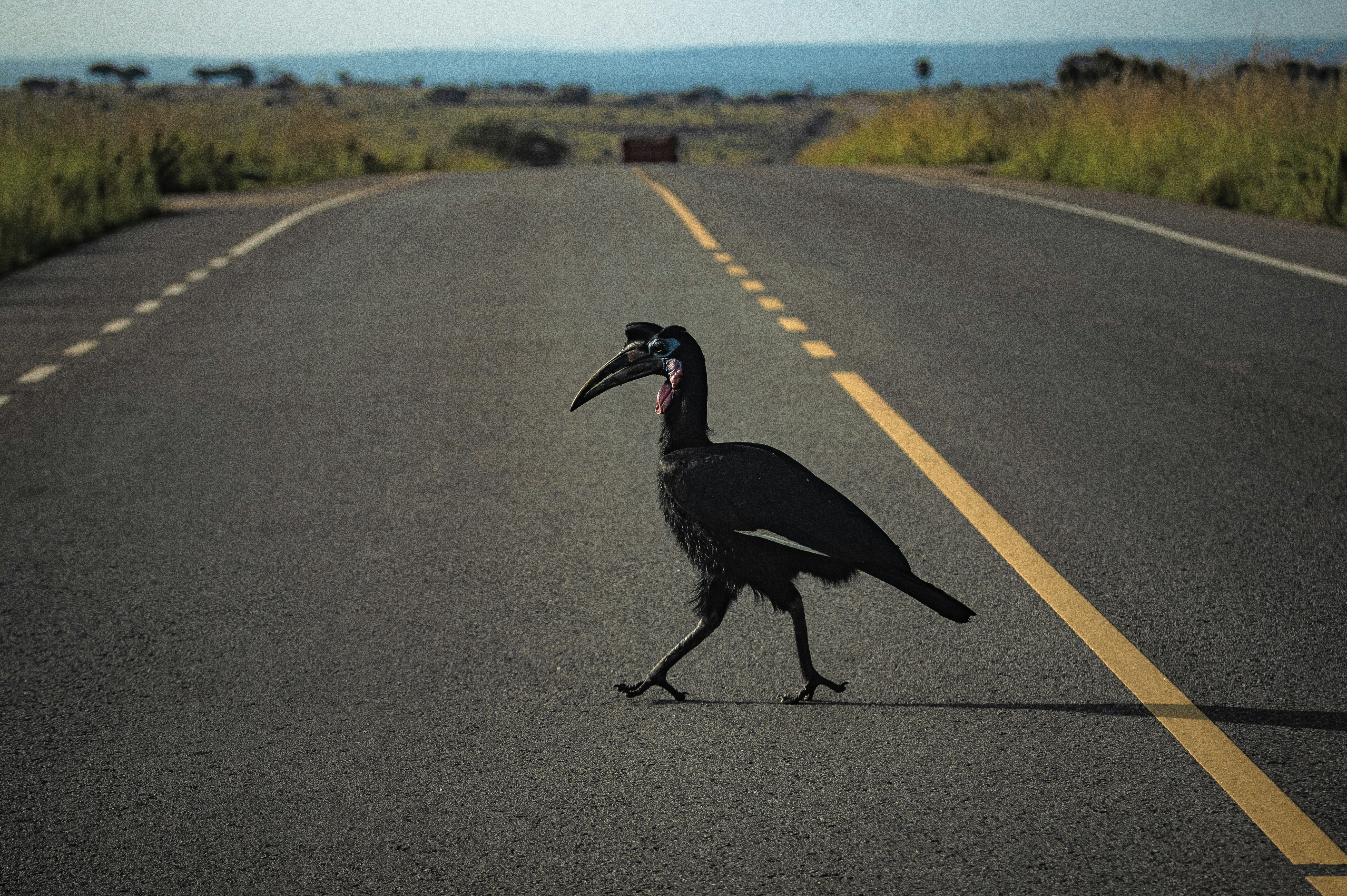 A hornbill crosses the road | A large bird walks across an empty asphalt road.