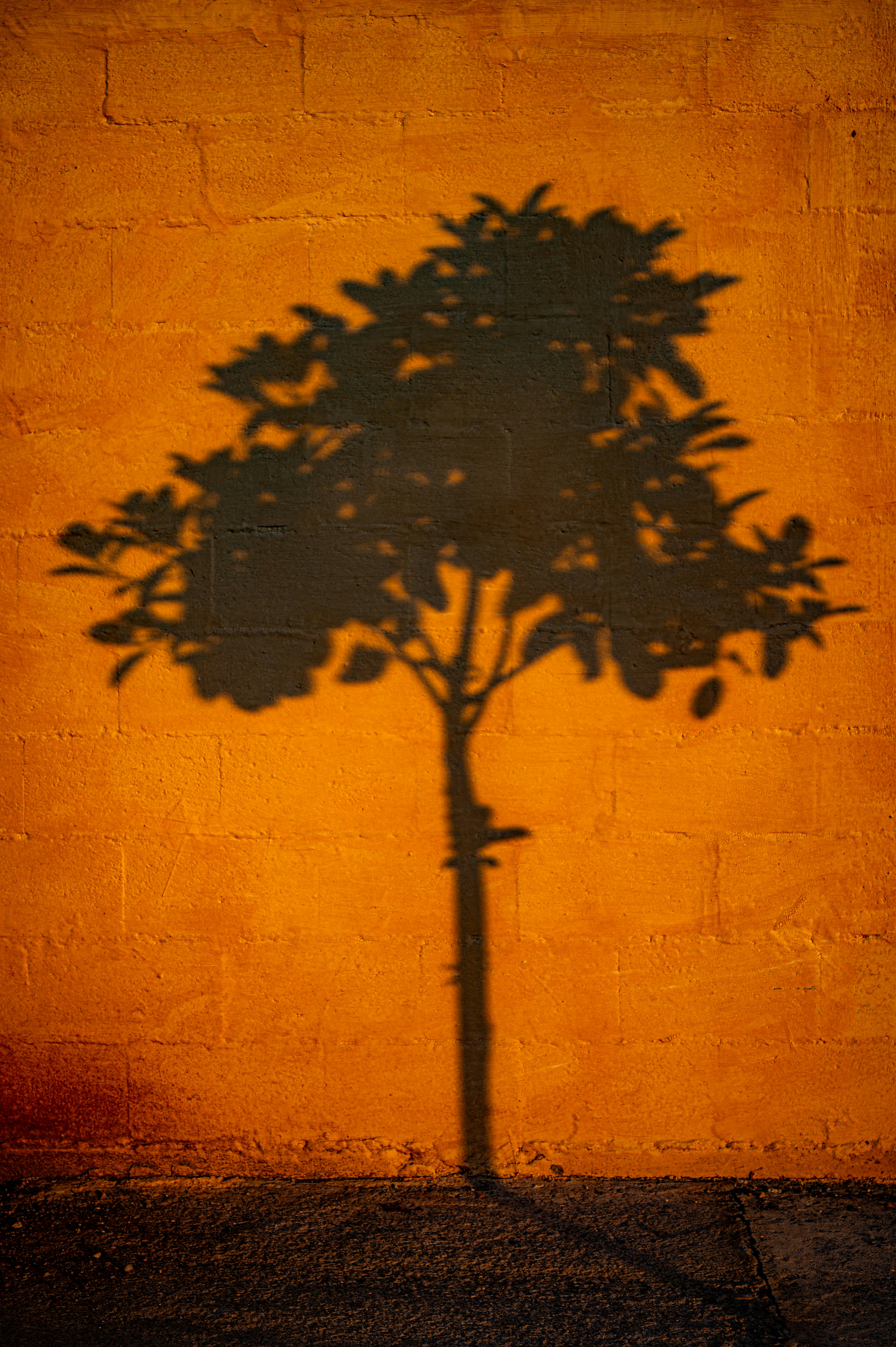 Golden morning light painting the silhouette of a tree on a warm orange wall in Pera Melana, Greece. | Shadow of a tree on an orange wall