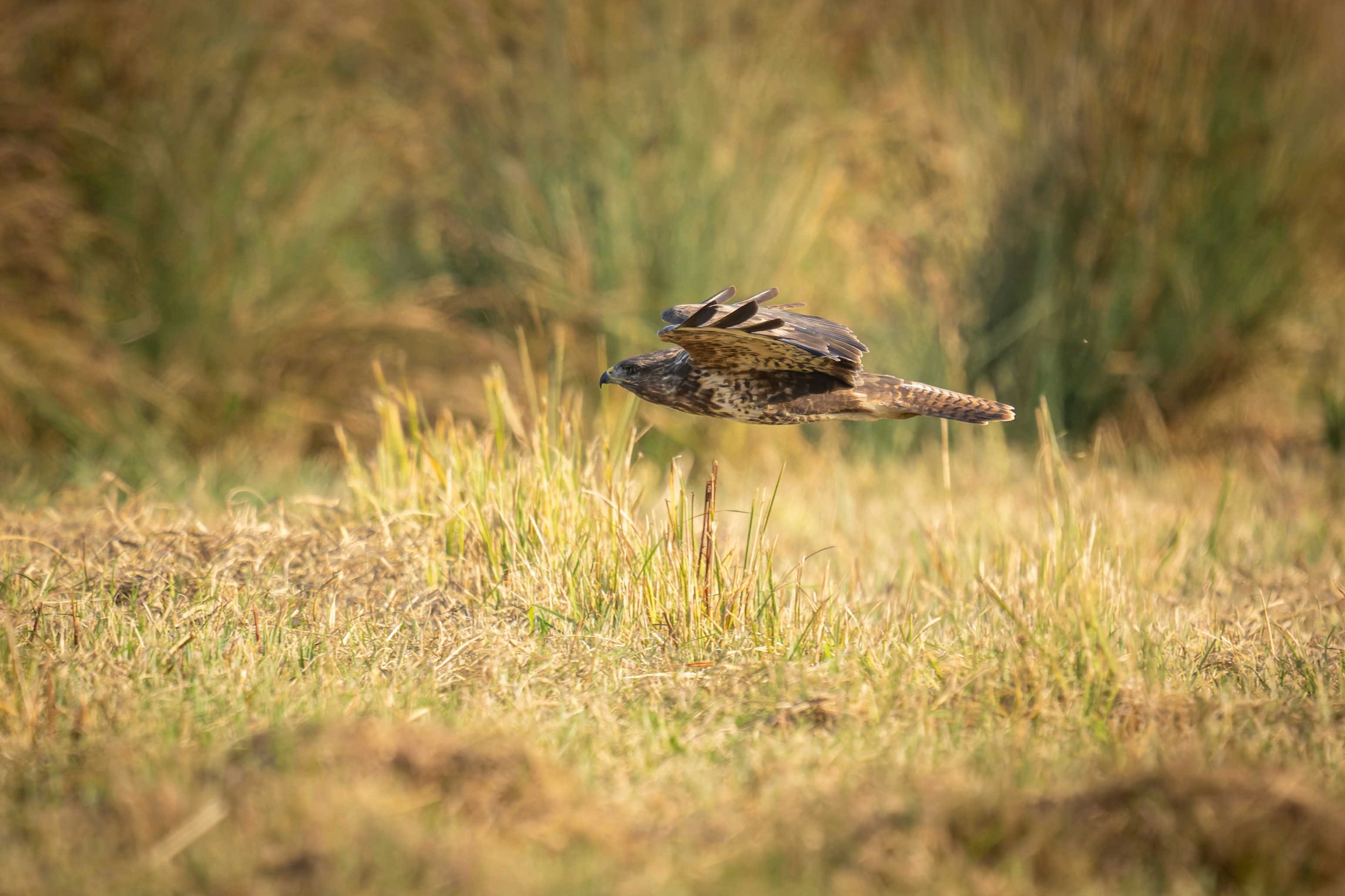 Bird gliding low over golden grasslands, showcasing its graceful flight. The scene captures the essence of nature in motion.