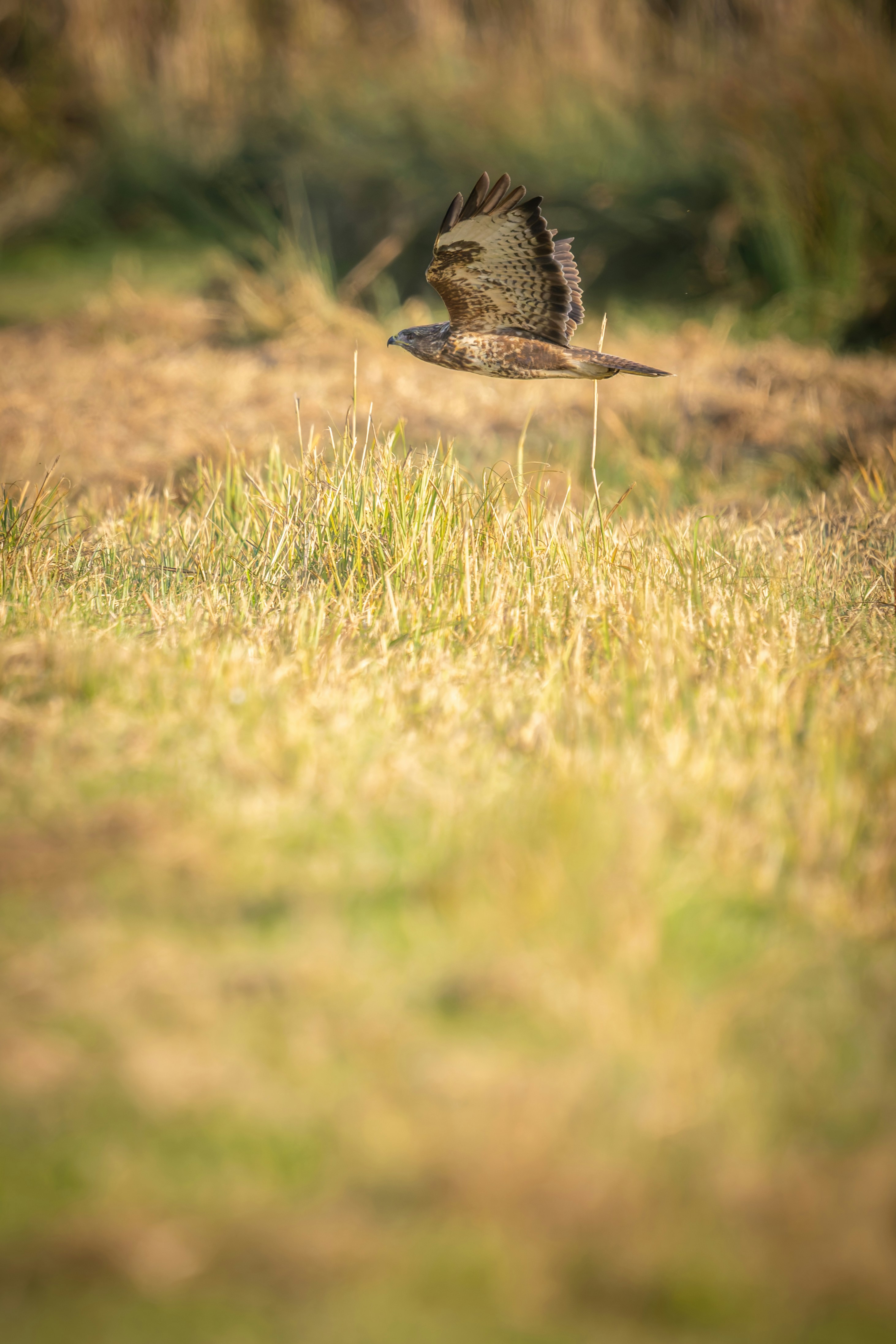 A hawk flies low over dry grass
