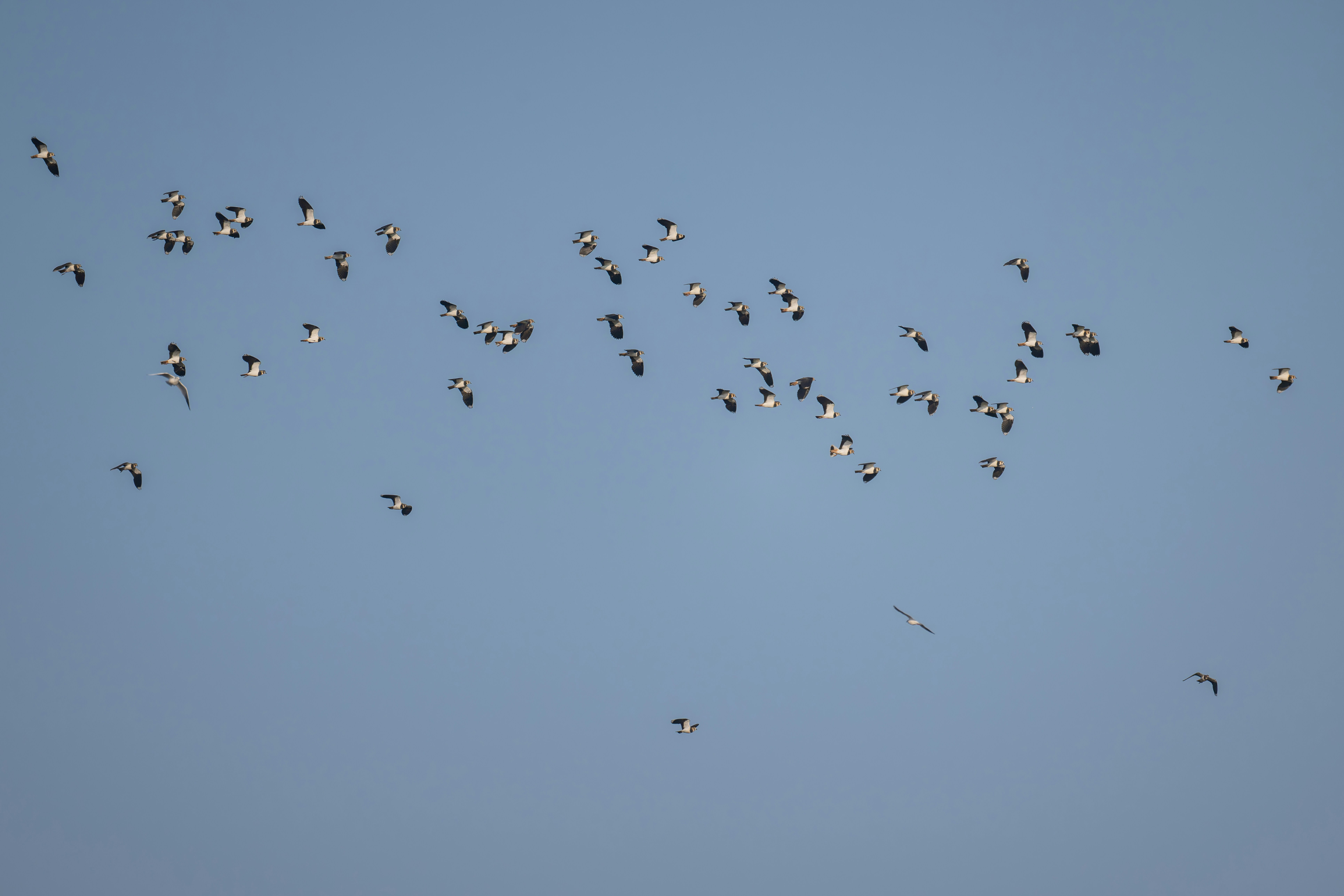 Migrants Across a Quiet Blue: A Free-Form Flock in Flight