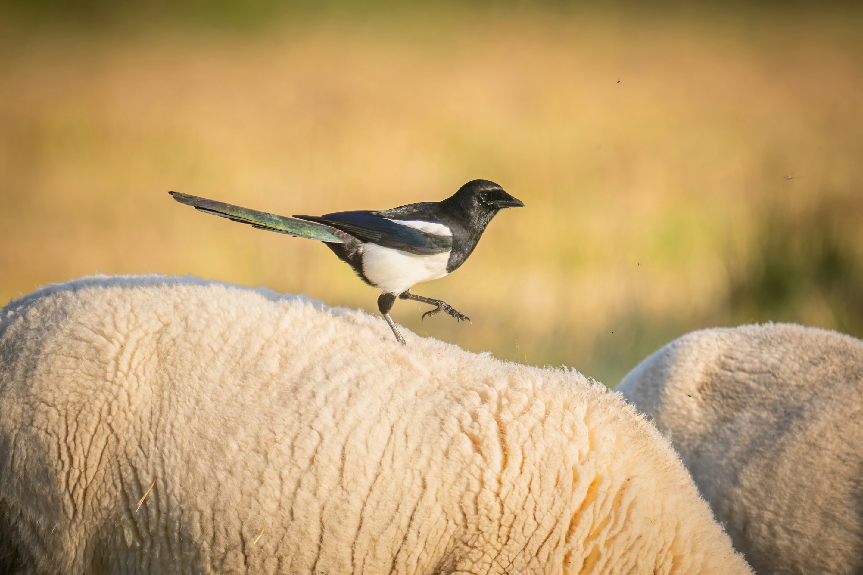 A Dance of Nature: The Magpie's Balancing Act