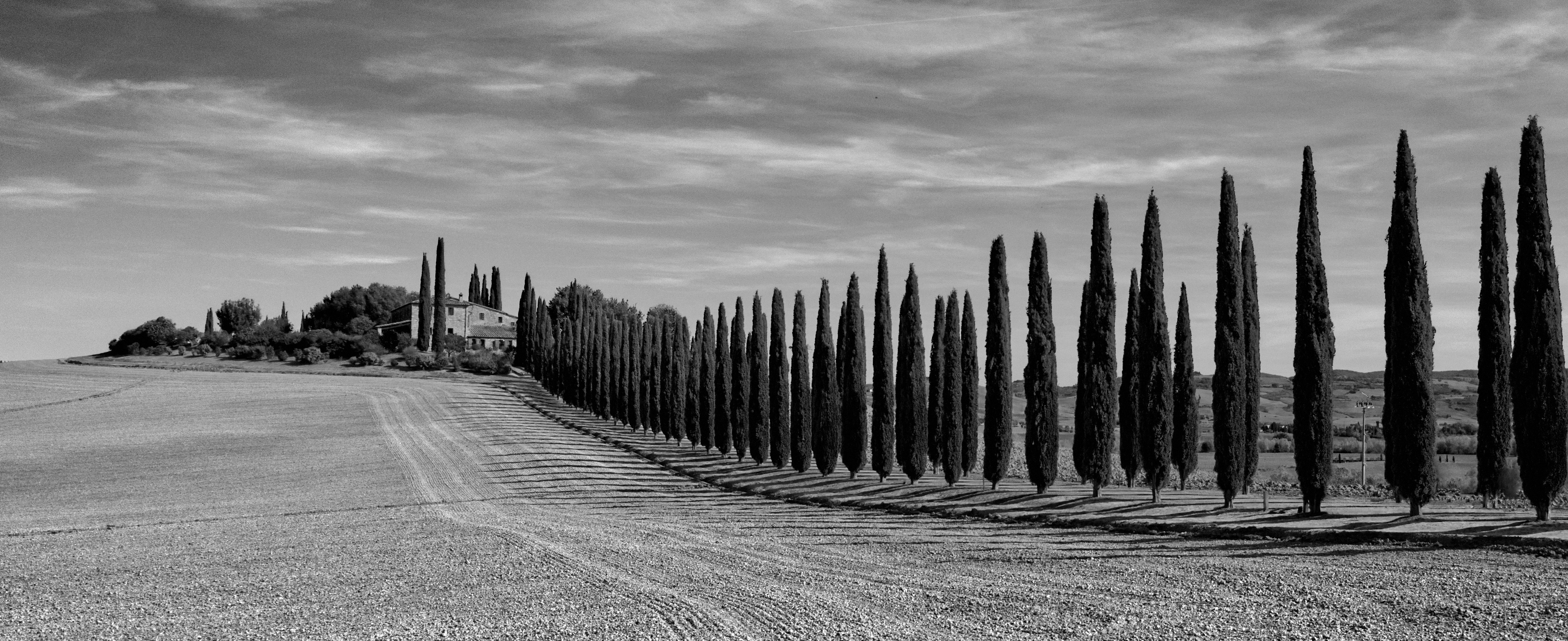Cypress Guardians of the Tuscan Landscape