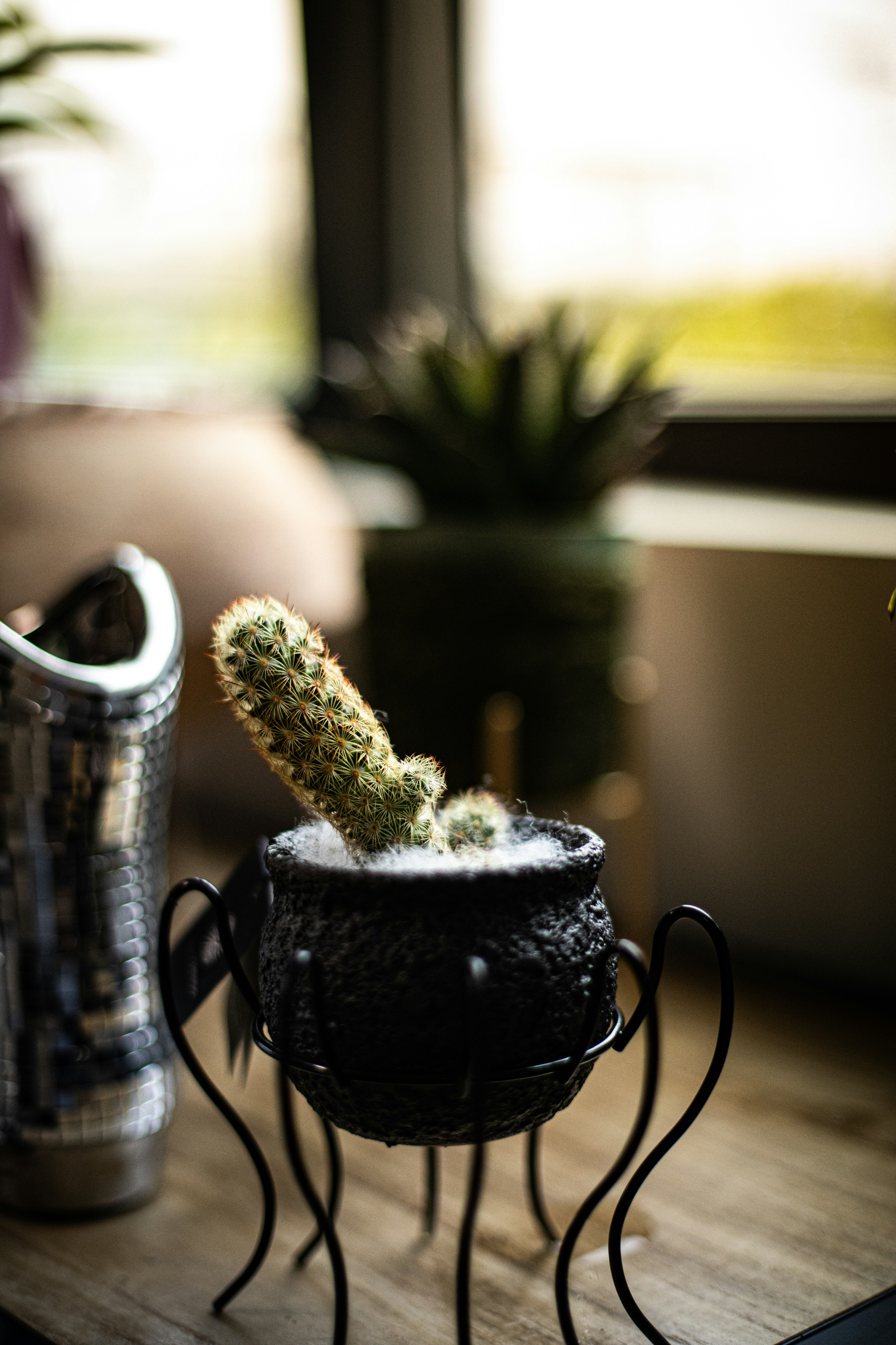 A small cactus in a decorative pot.