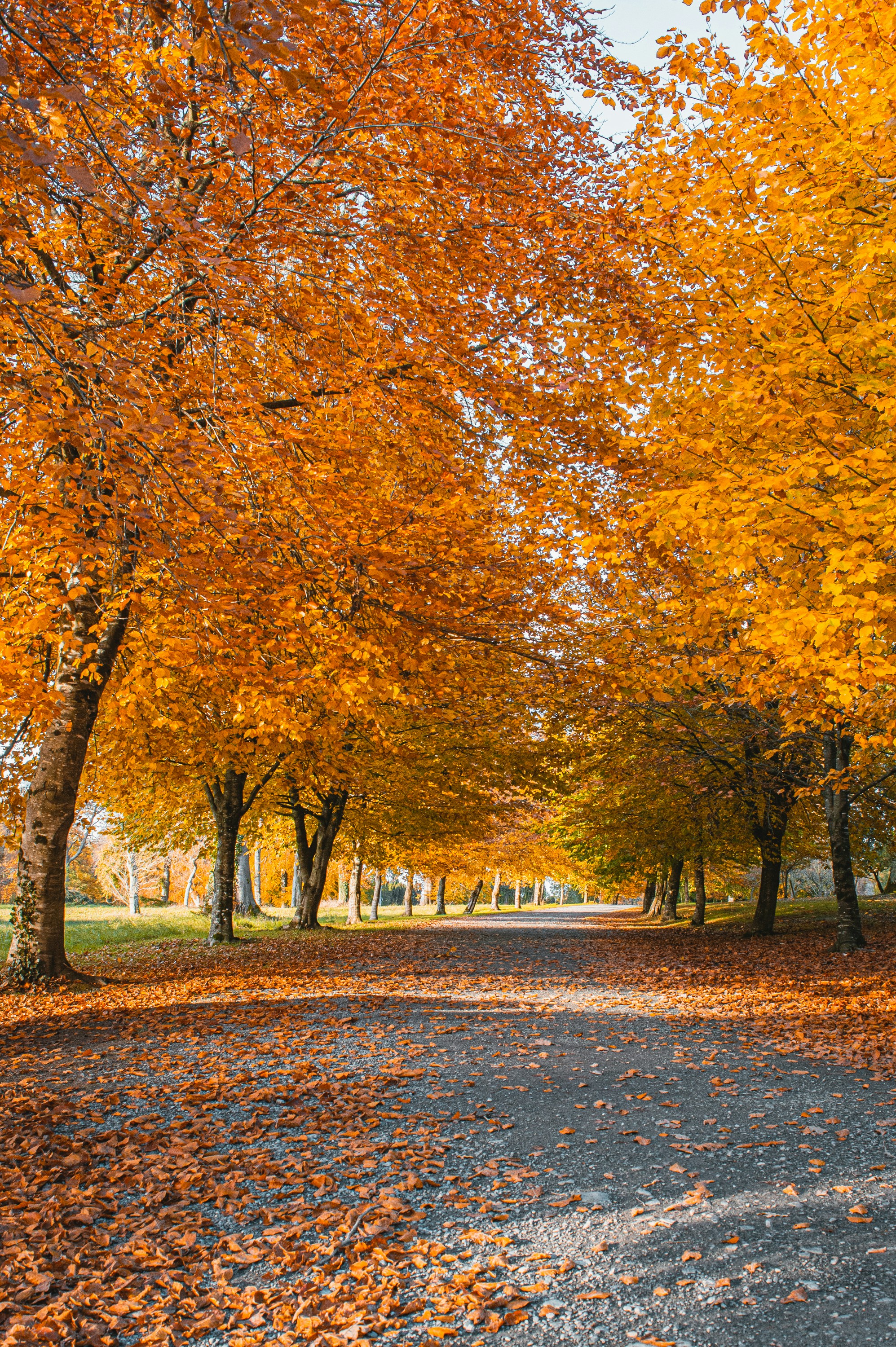 Path lined with trees in vibrant autumn foliage