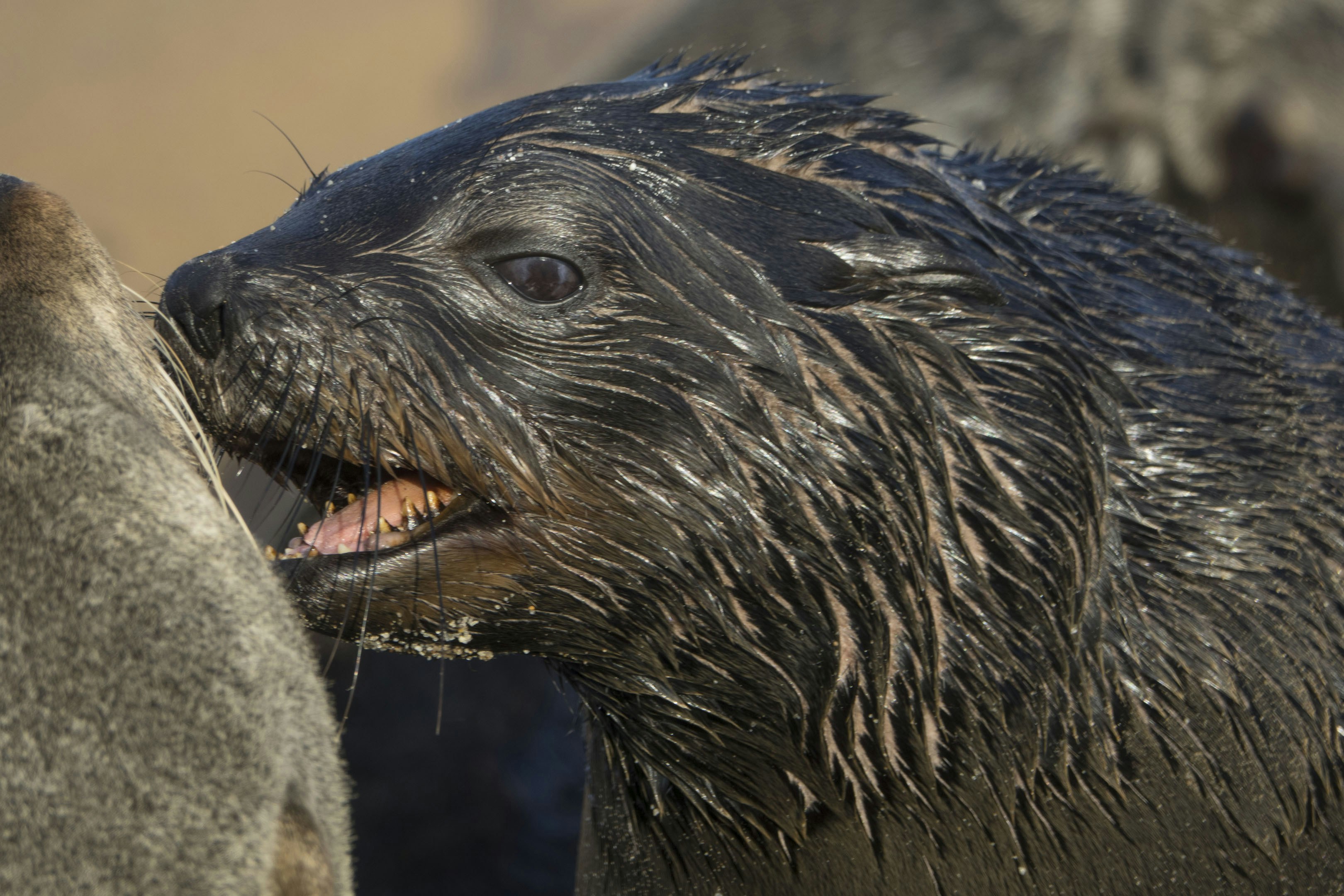 Whiskered Encounter: A Sea Lion's Playful Moment