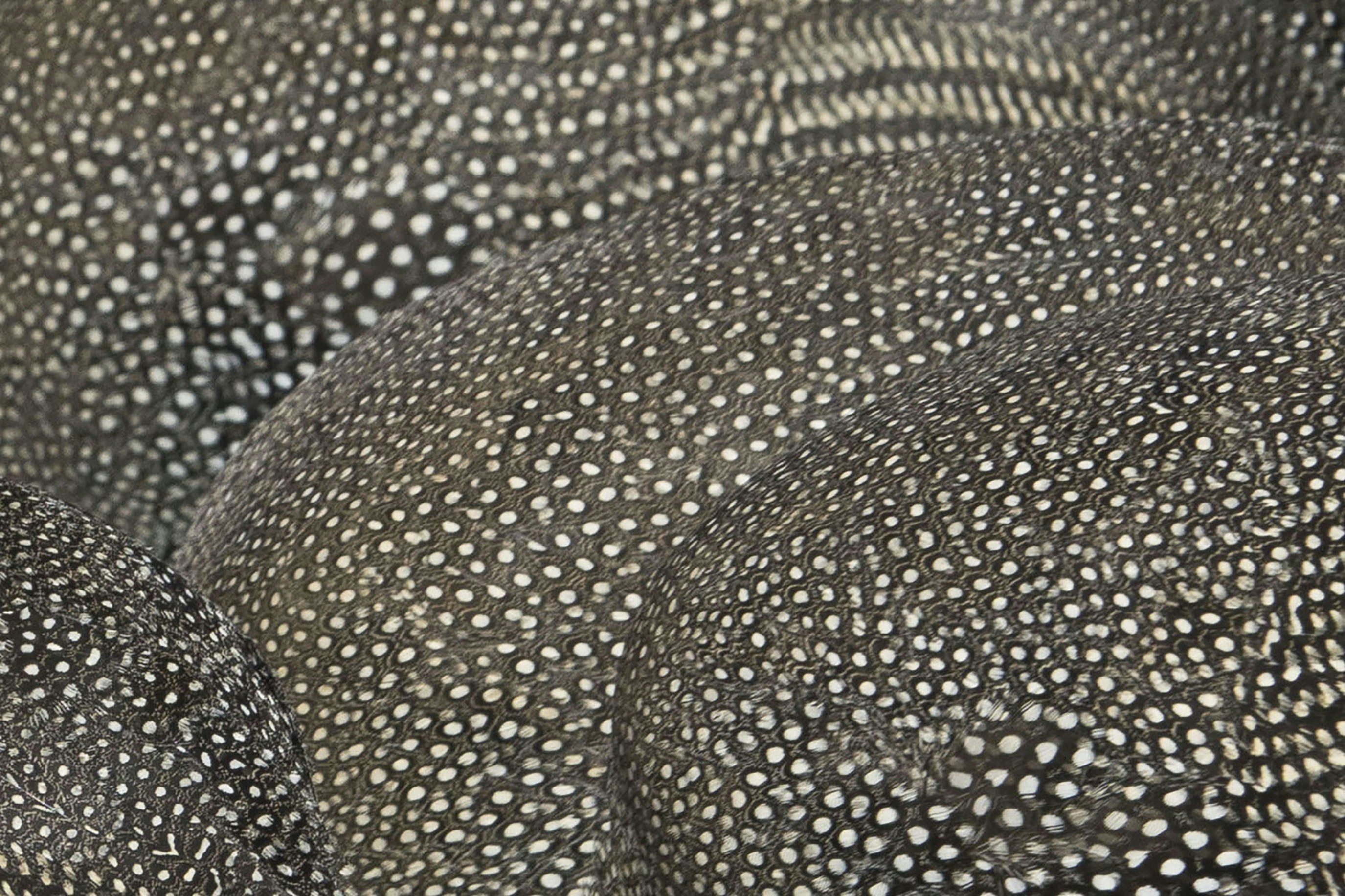 Patterns in Nature: The Artistry of Spotted Textures