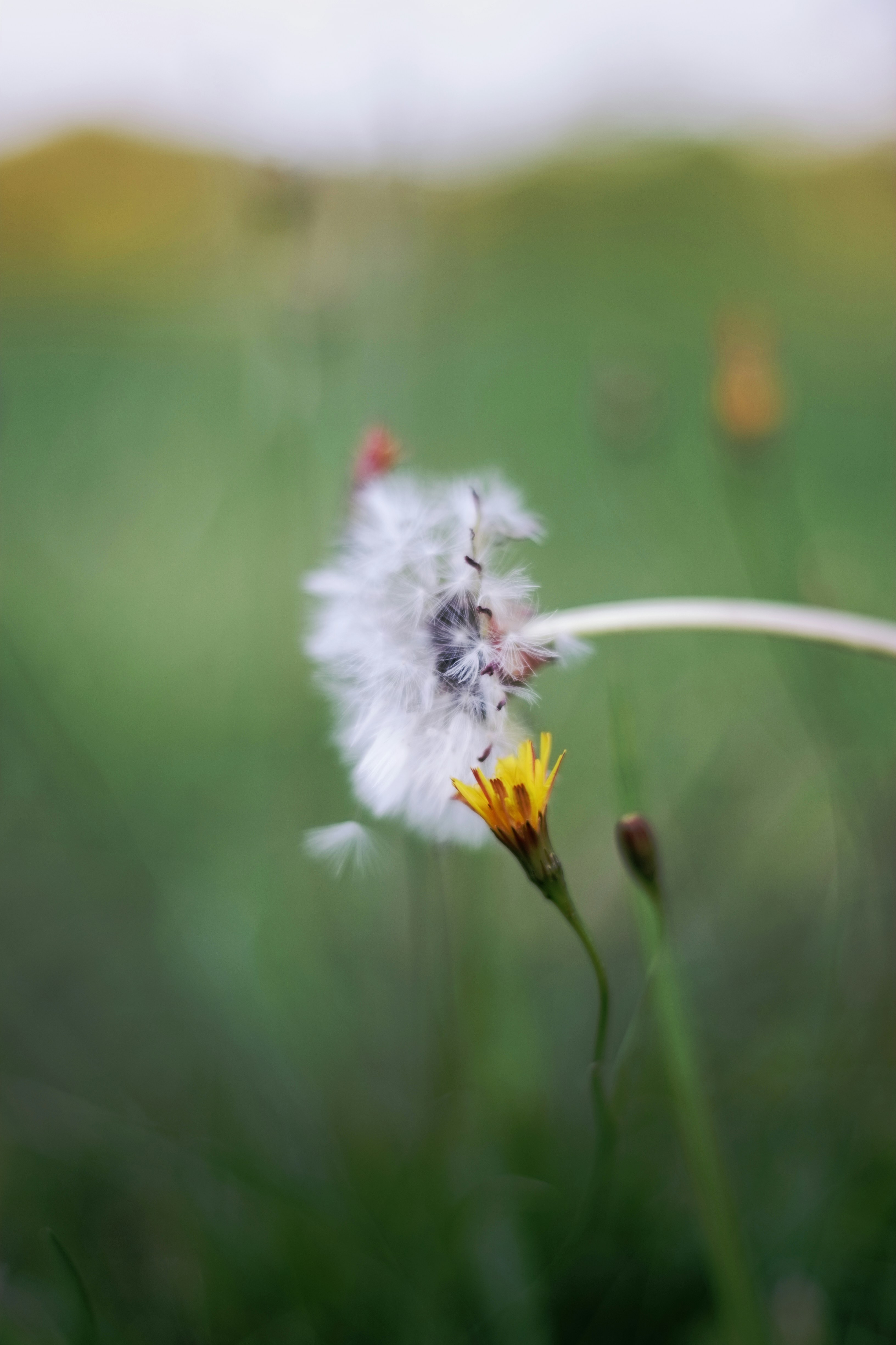 Whispers of Nature: A Dandelion's Journey