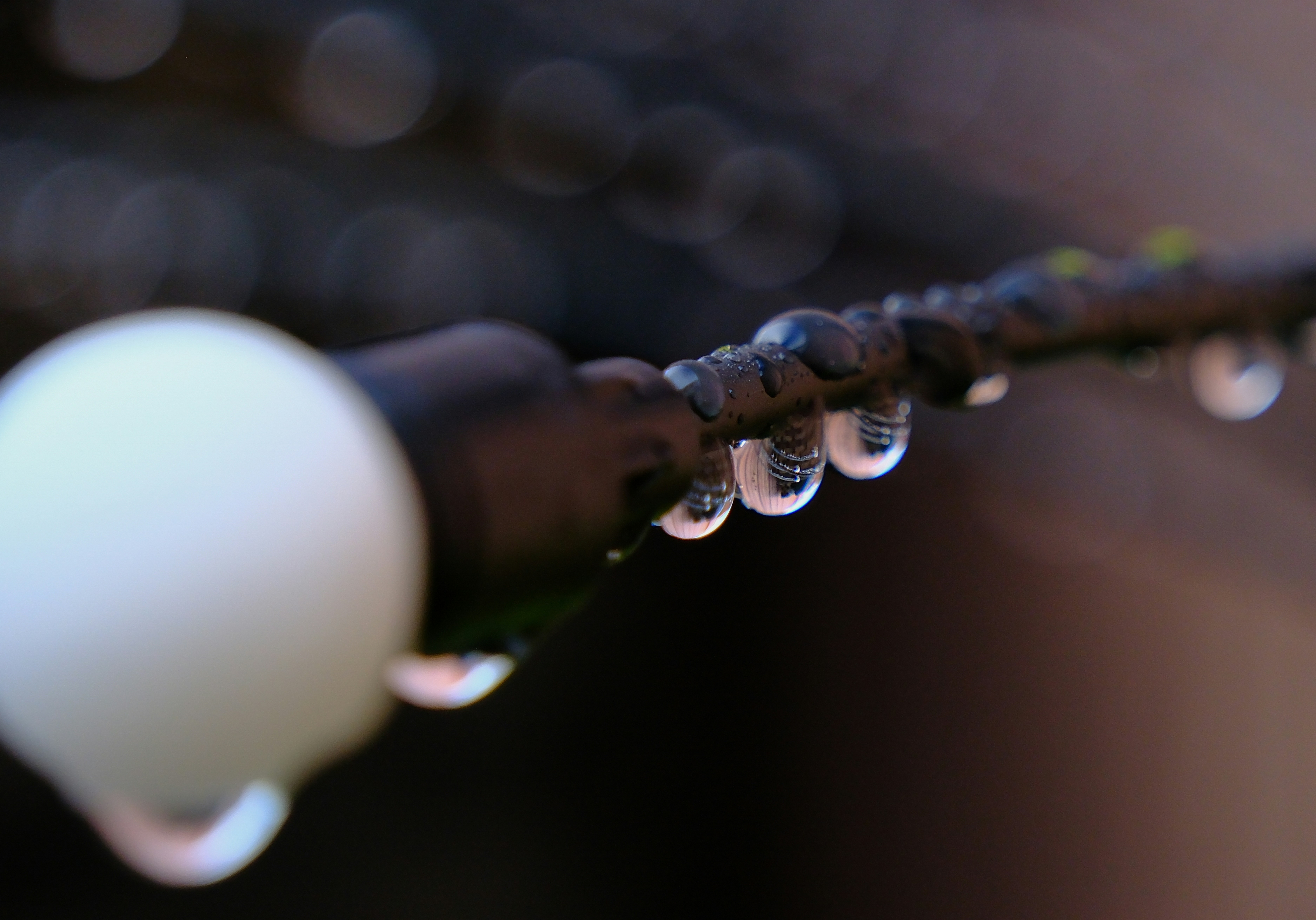 rain drops on a LED light string | Water droplets on a branch with reflections.