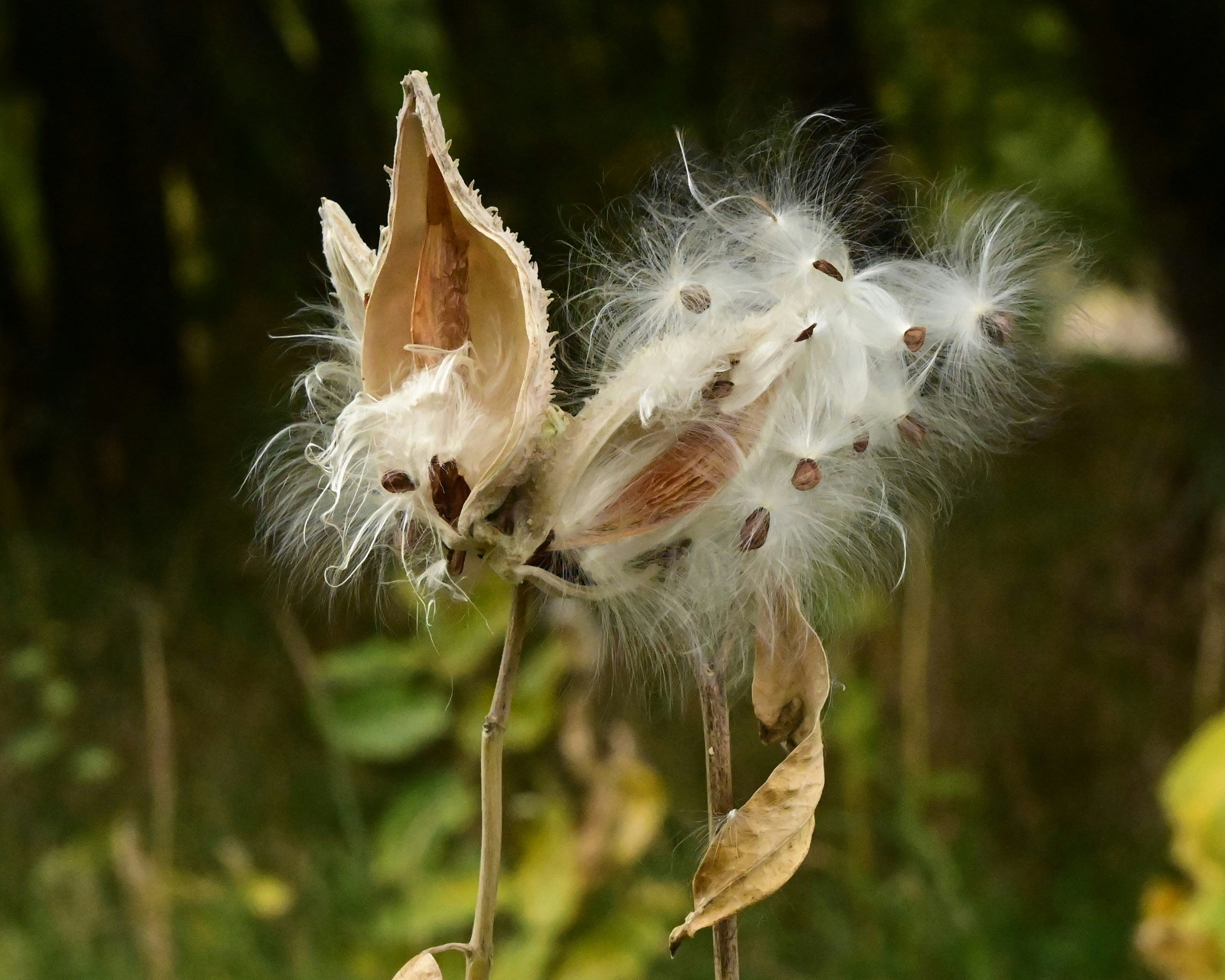 Whispers of Nature: The Seed Pod's Journey