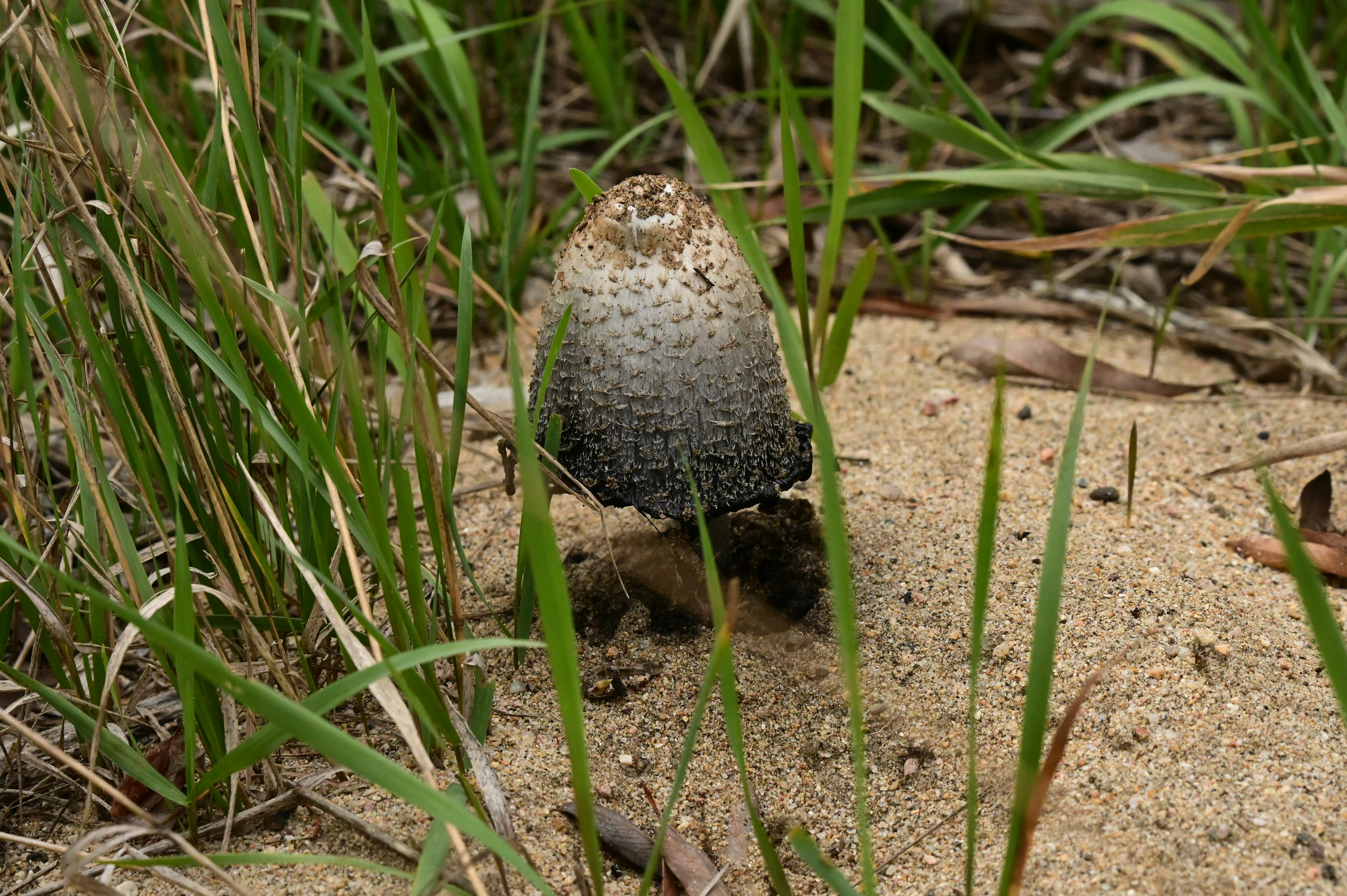 A single mushroom grows in sandy soil surrounded by grass.