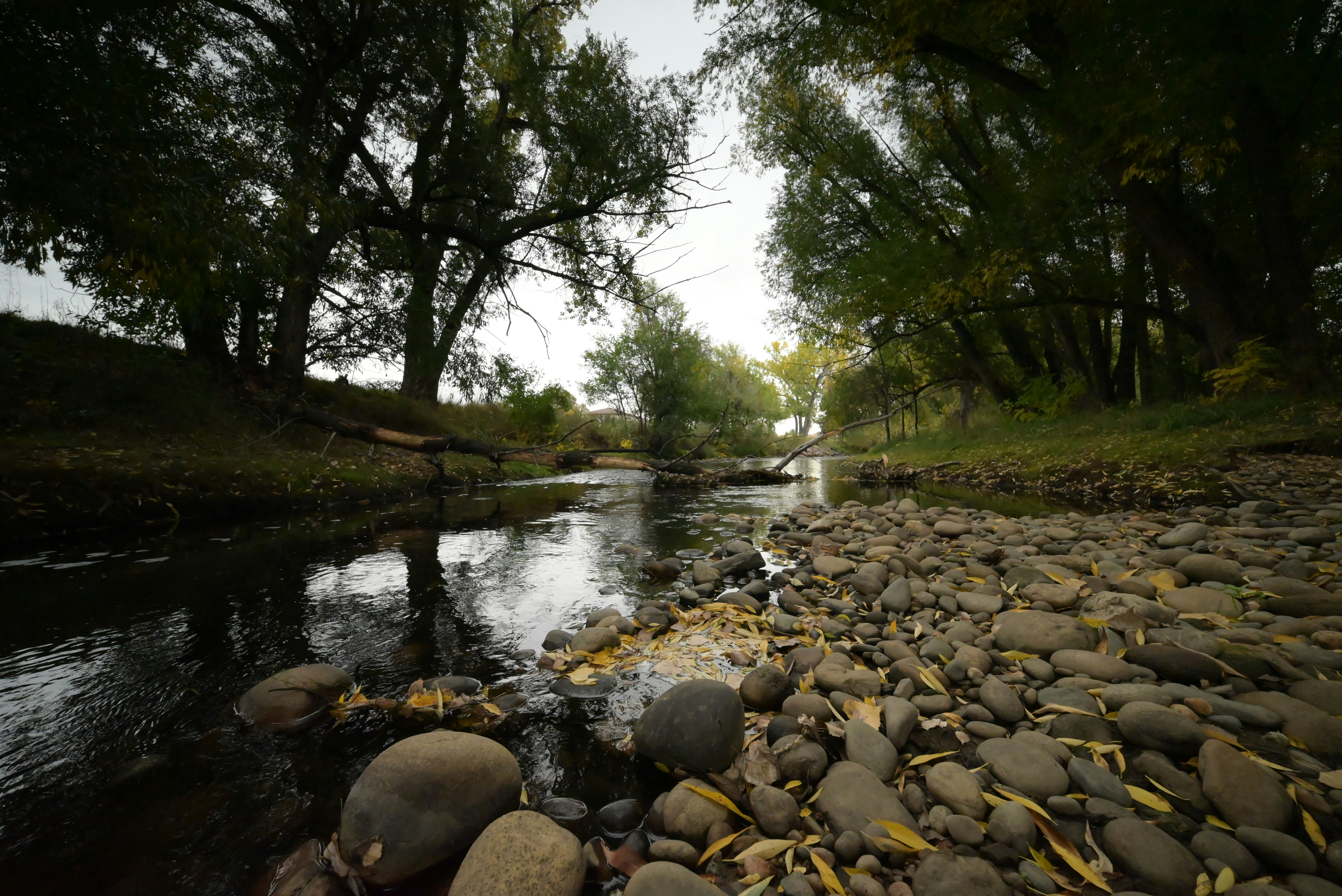A serene forest with a river and rocky shore