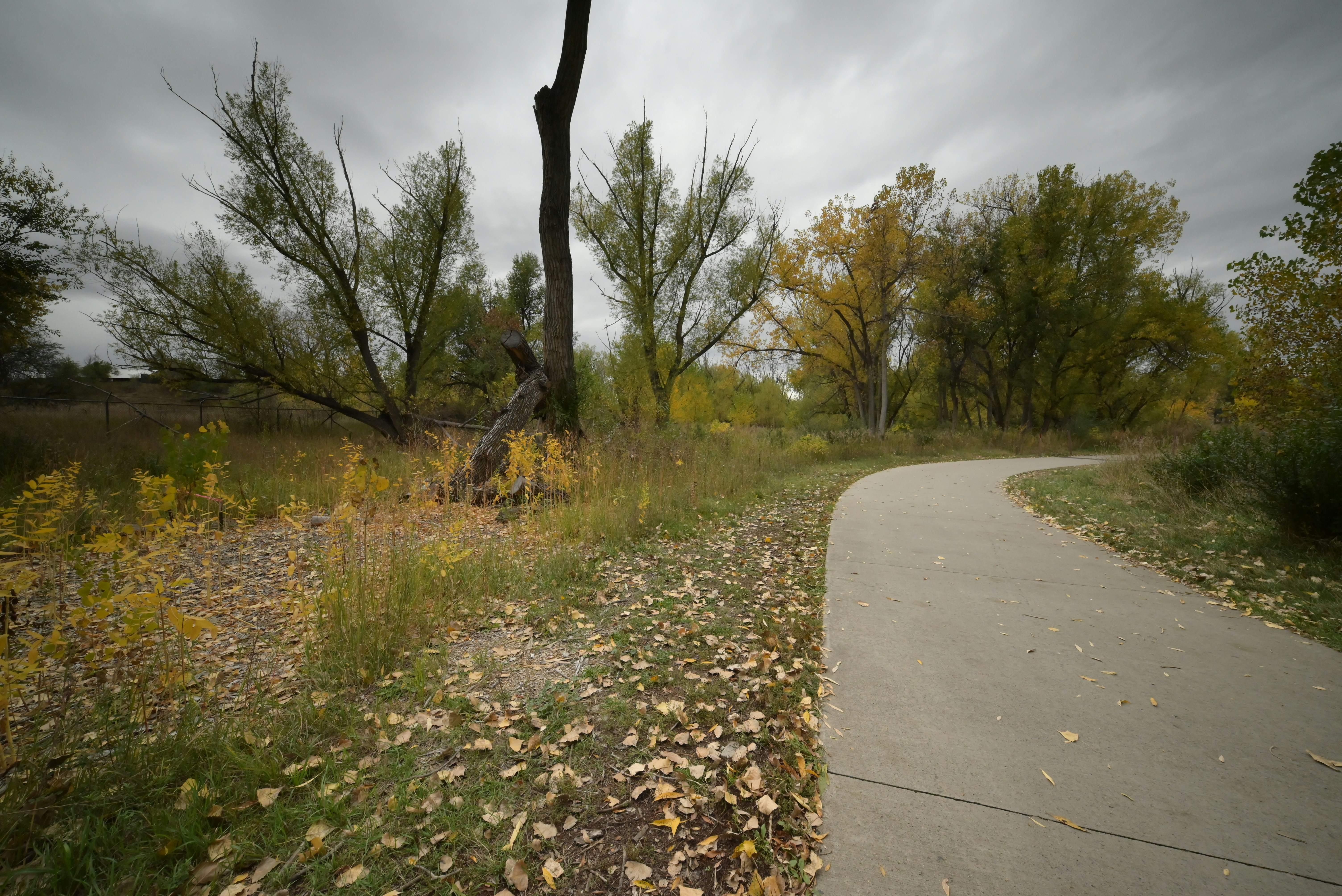 Whispers of Autumn Along the Winding Path