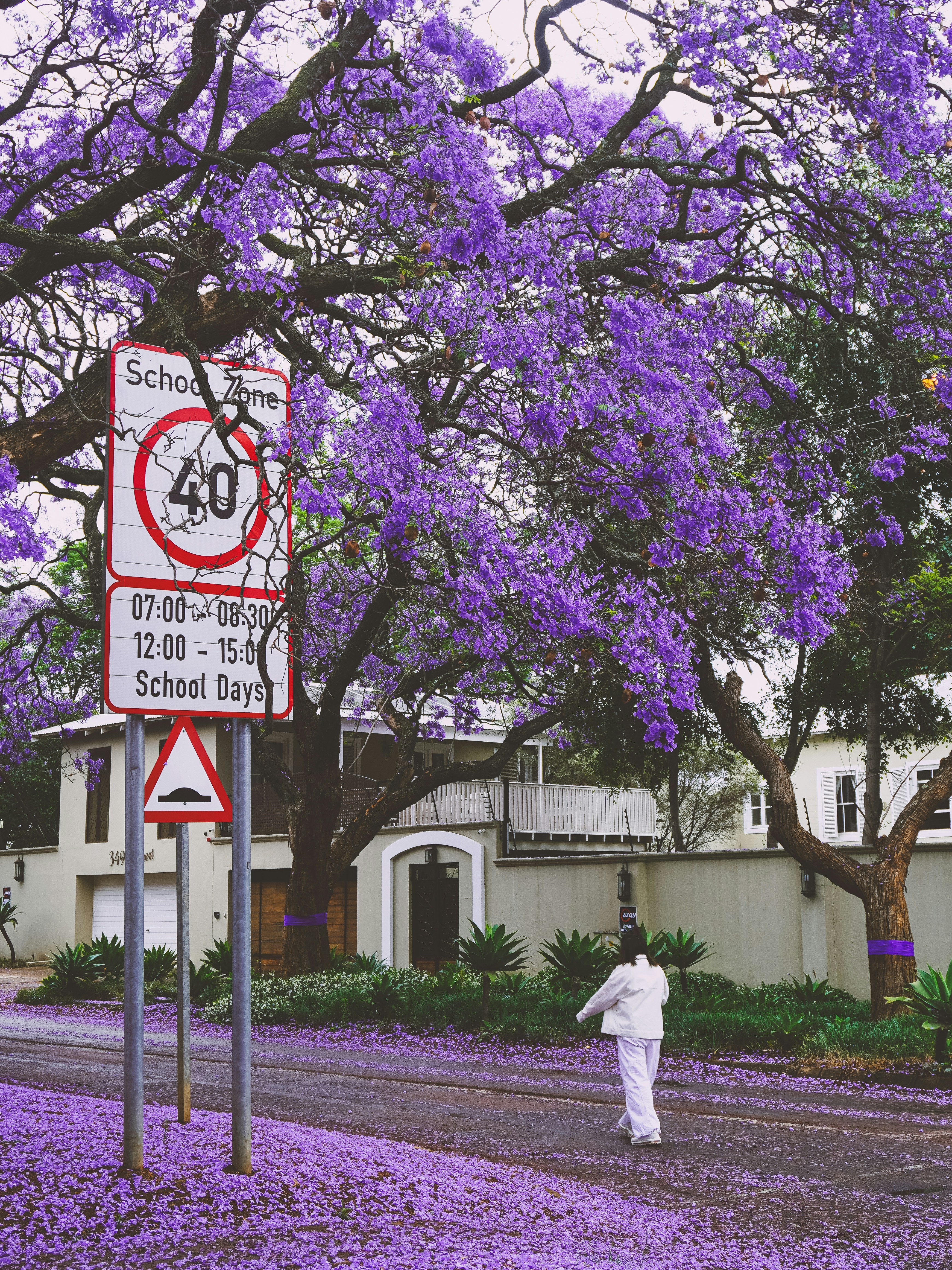 A Walk Through the Lavender Rain