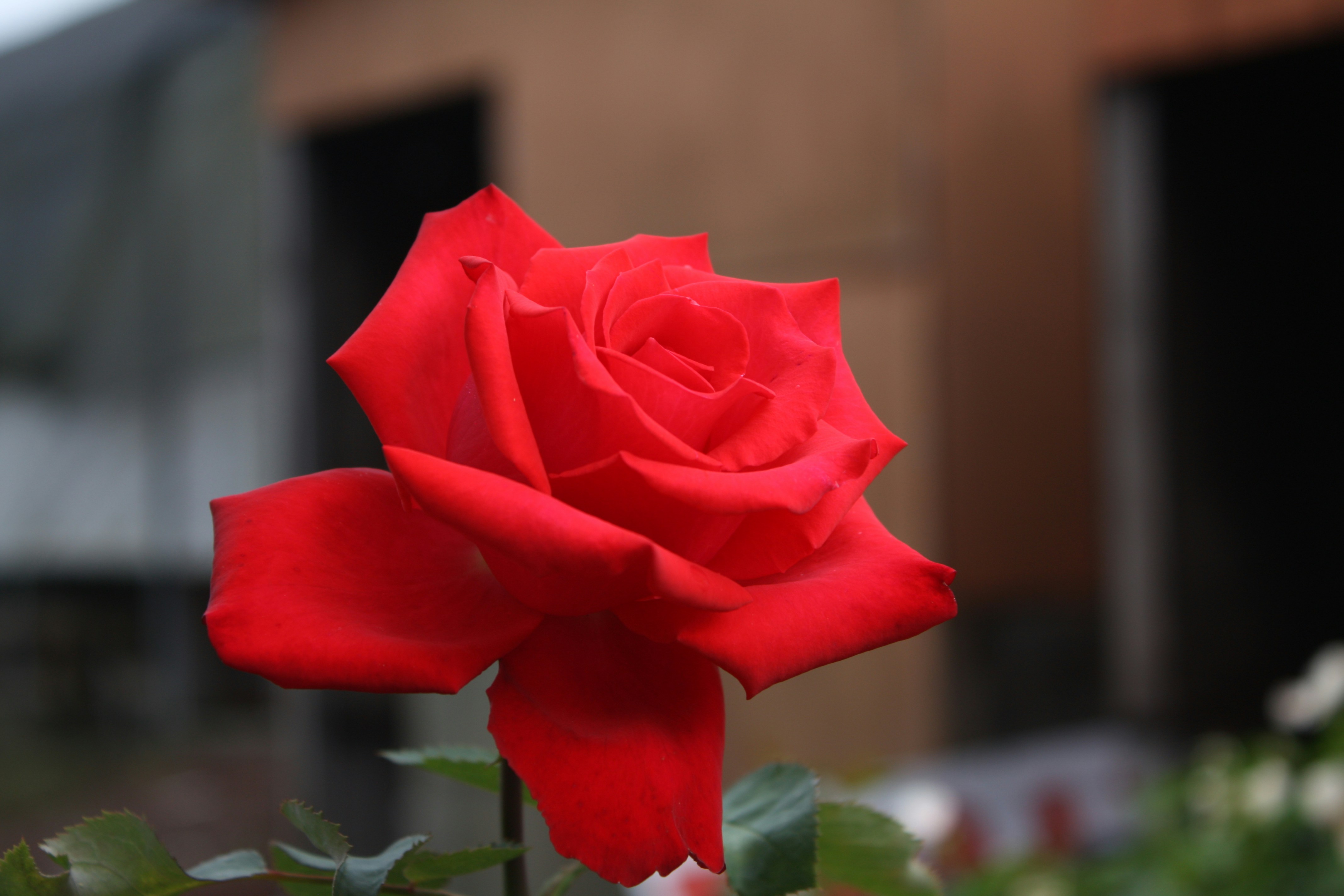 Crimson Elegance: A Rose in Bloom