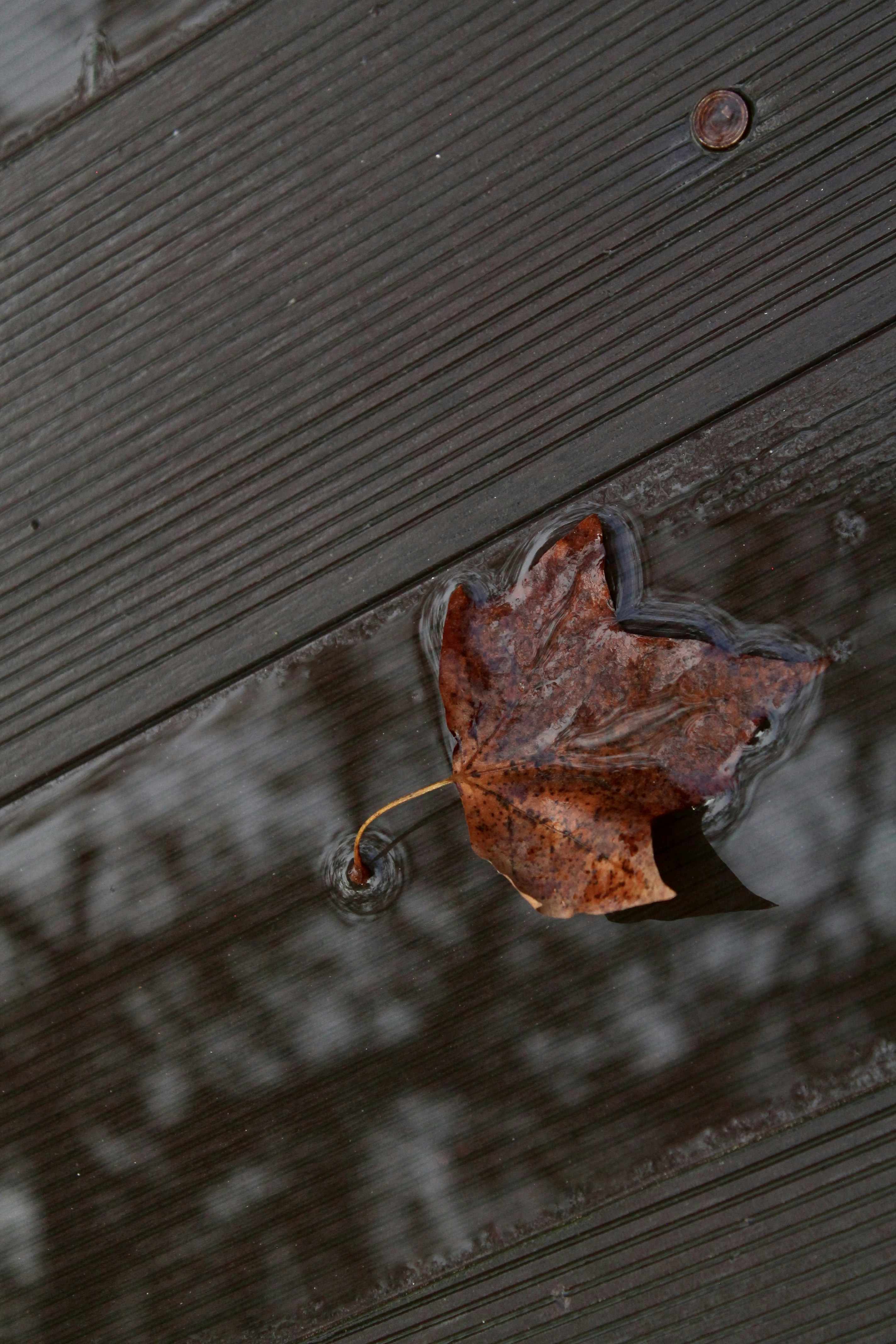 Autumn's Last Whisper