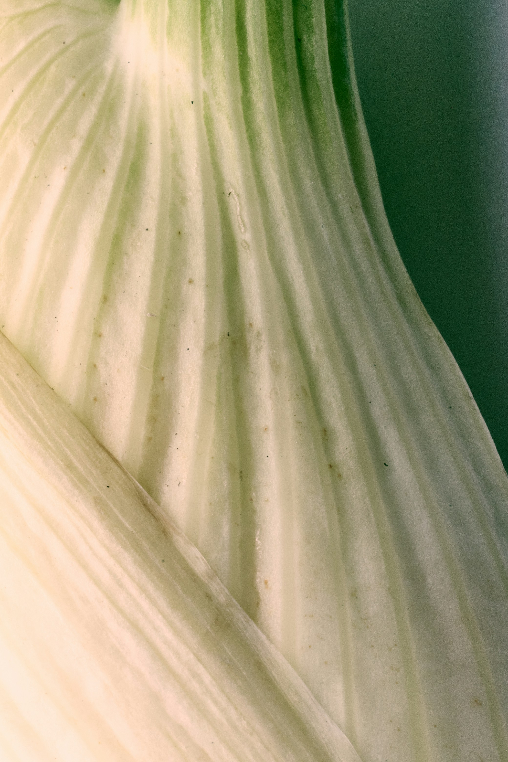 Whispers of Nature: The Elegance of Onion Layers