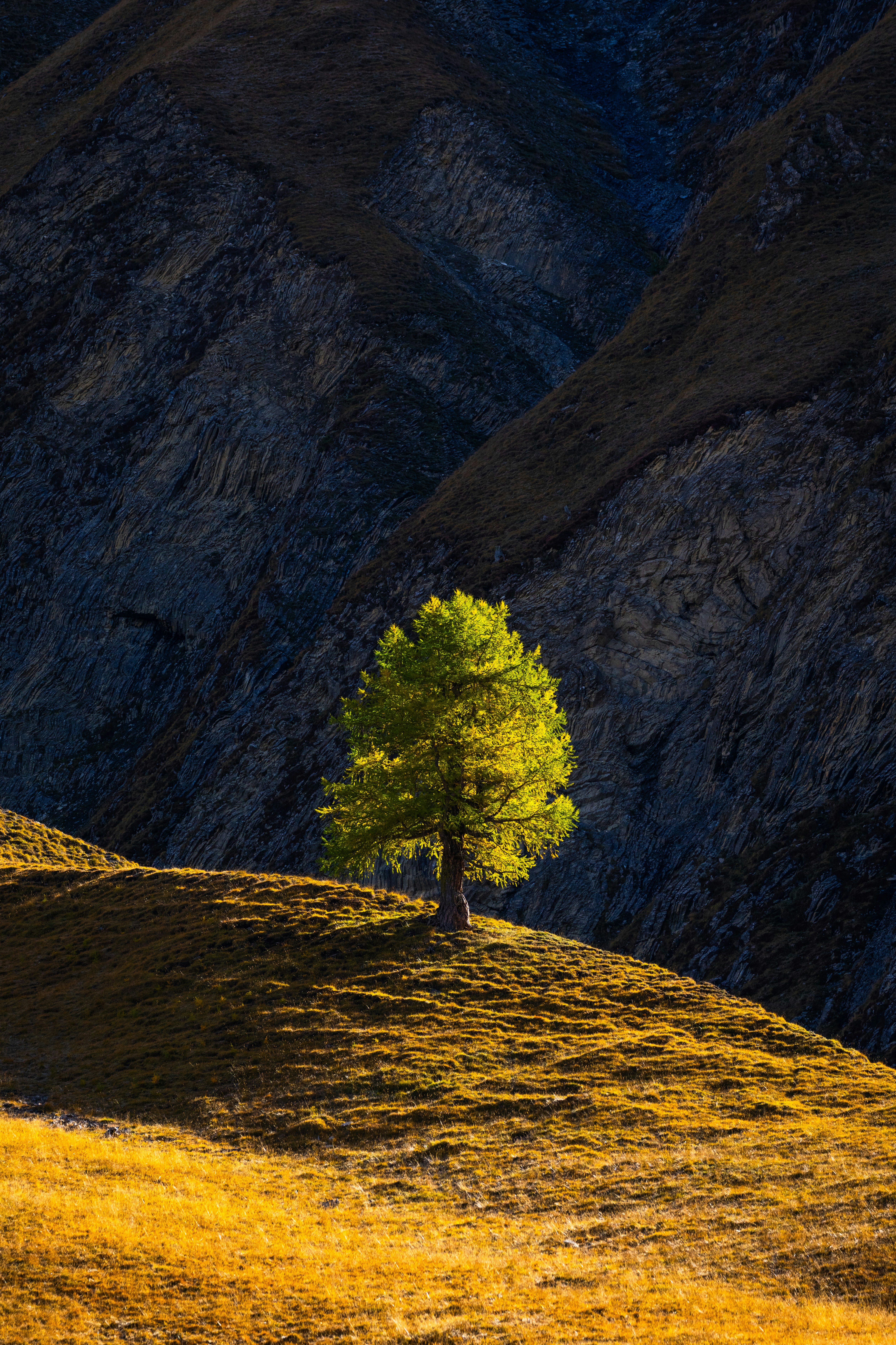 Lone tree on a sunlit grassy hill photo – Free Autumn Image on Unsplash
