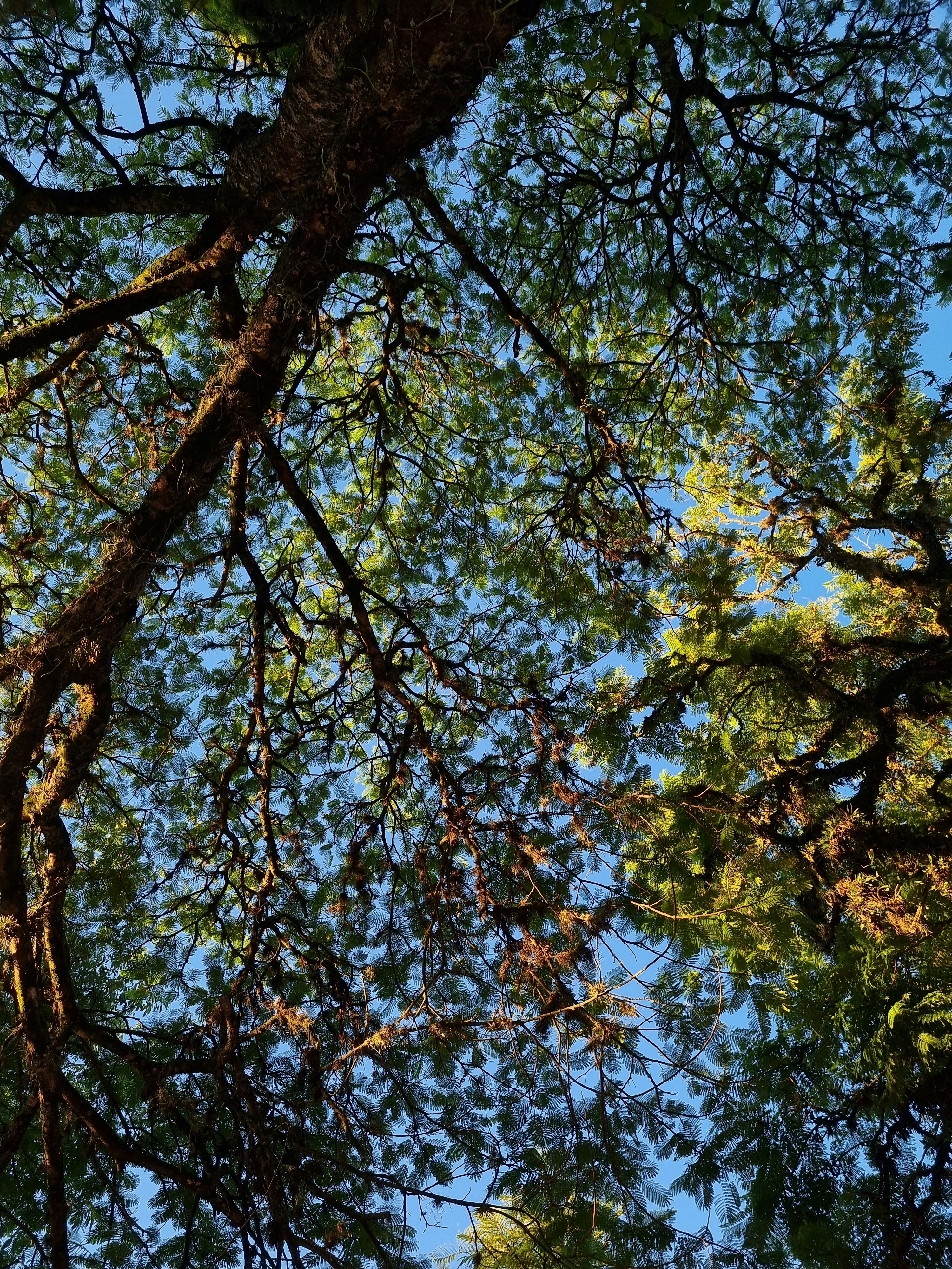Looking up through mossy tree branches towards the sky