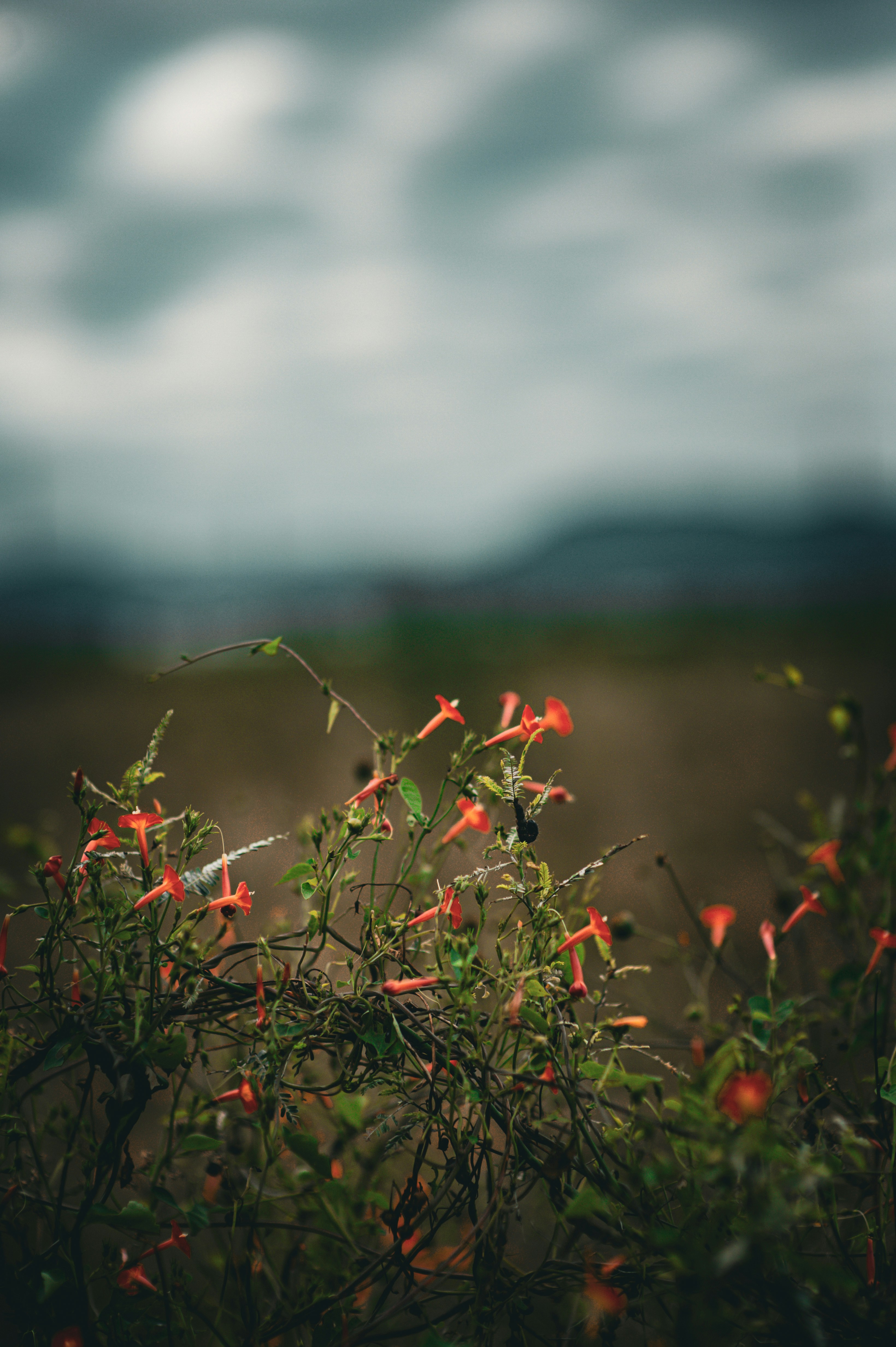 Delicate orange wildflowers bloom in a field.