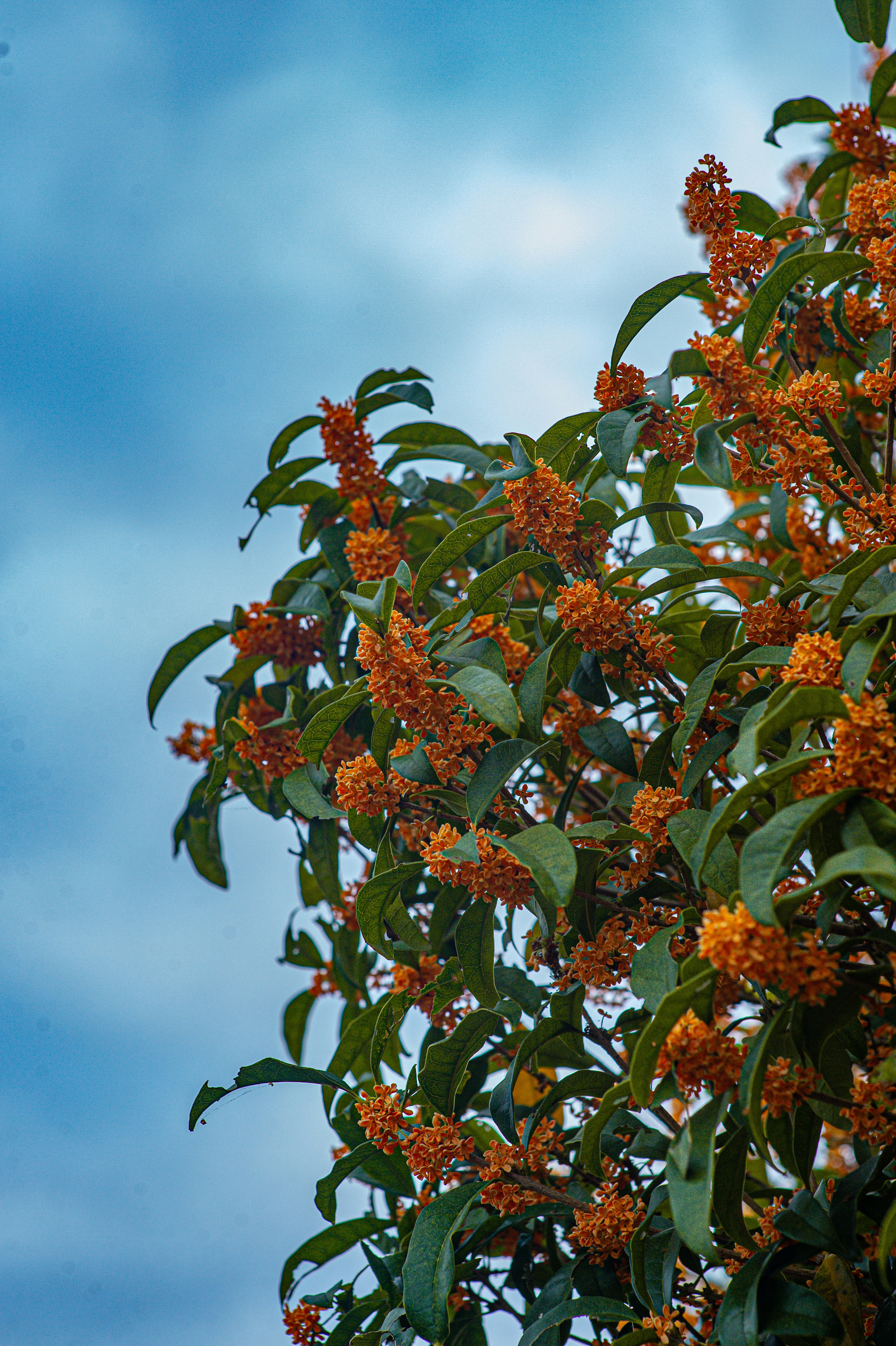 Golden Blossoms Against a Cloudy Canvas