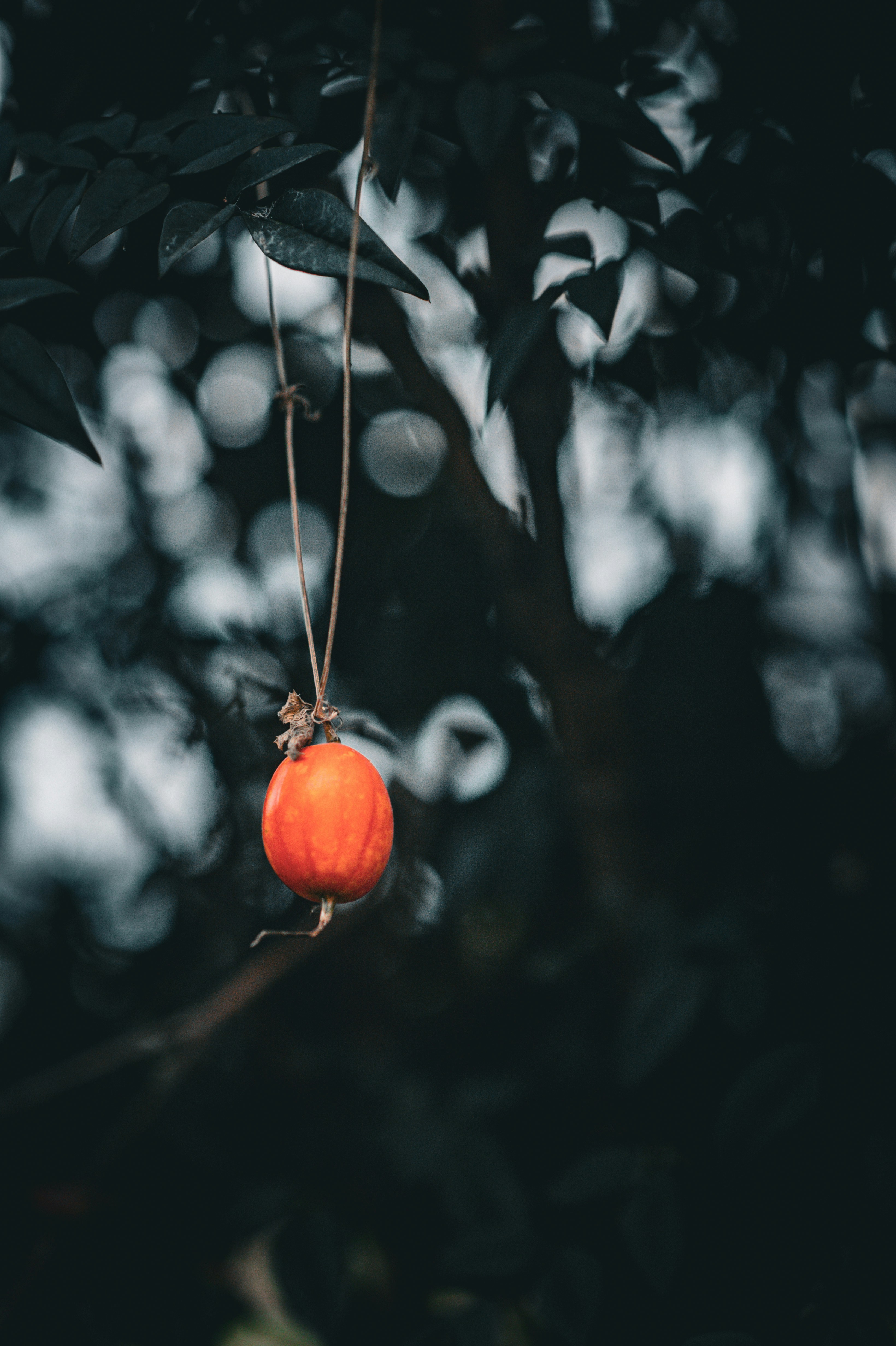 A Glimpse of Autumn's Bounty