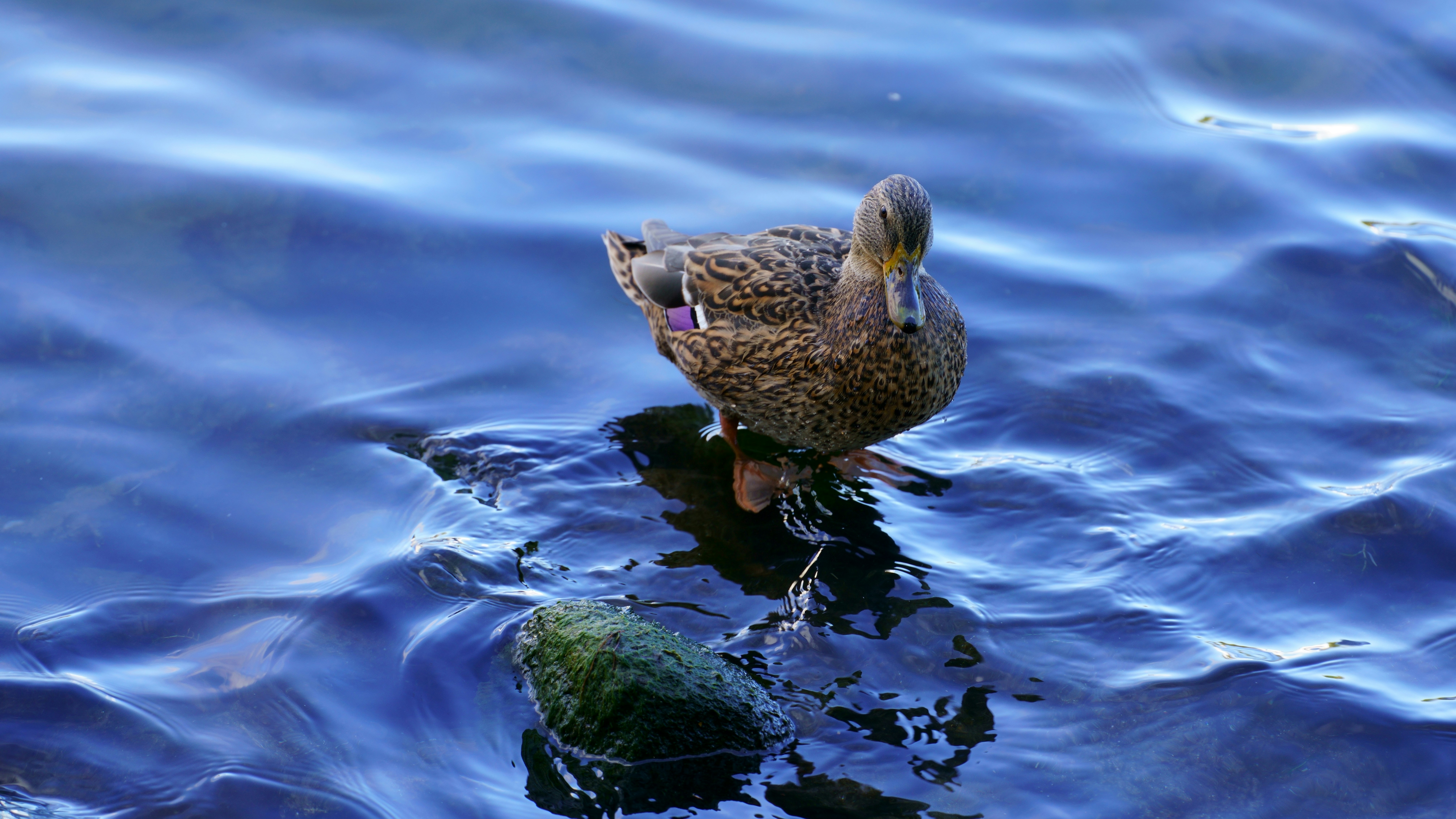 A duck stands on a rock in blue water.