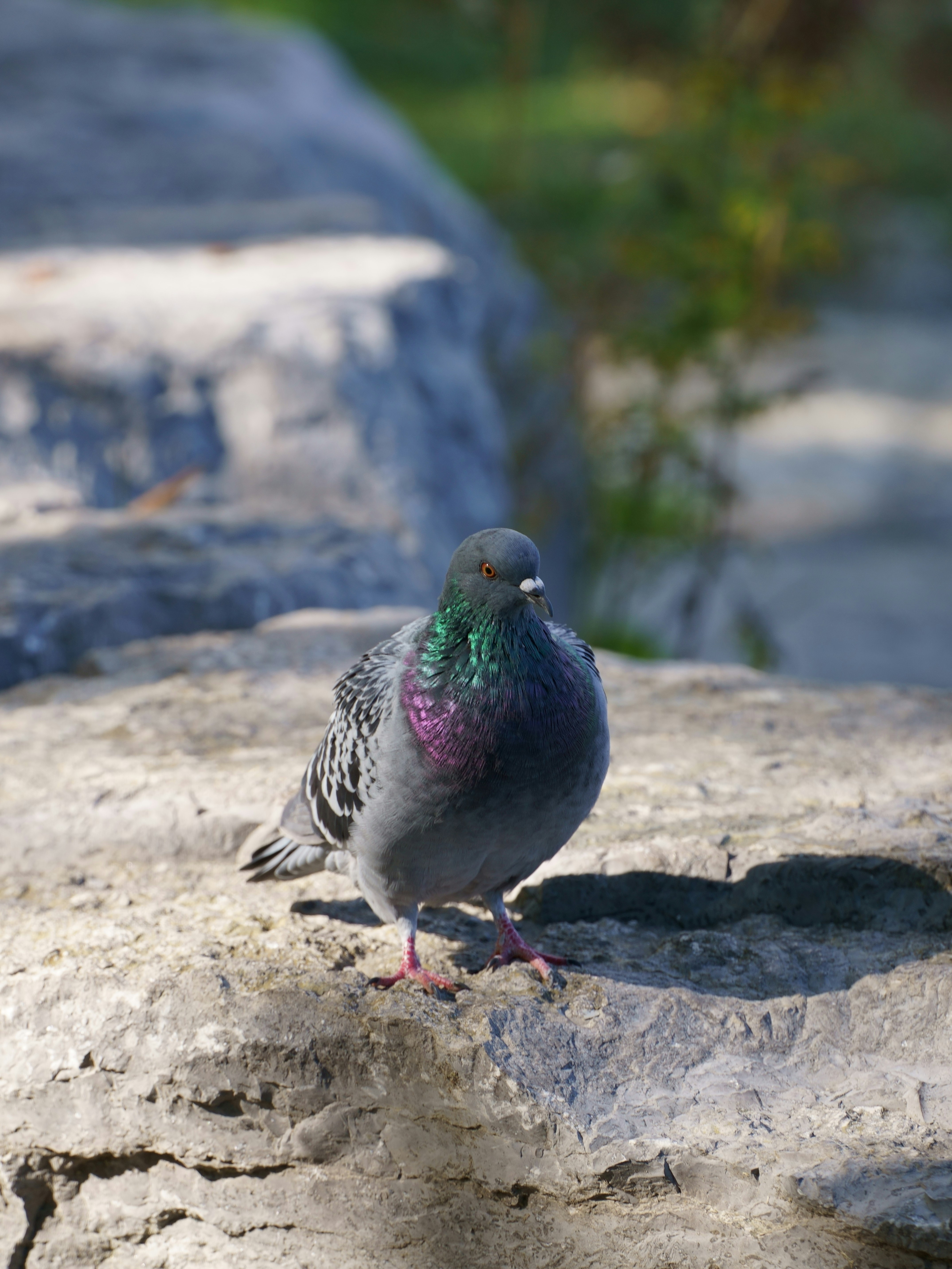 A pigeon stands on a rock in the sunlight.