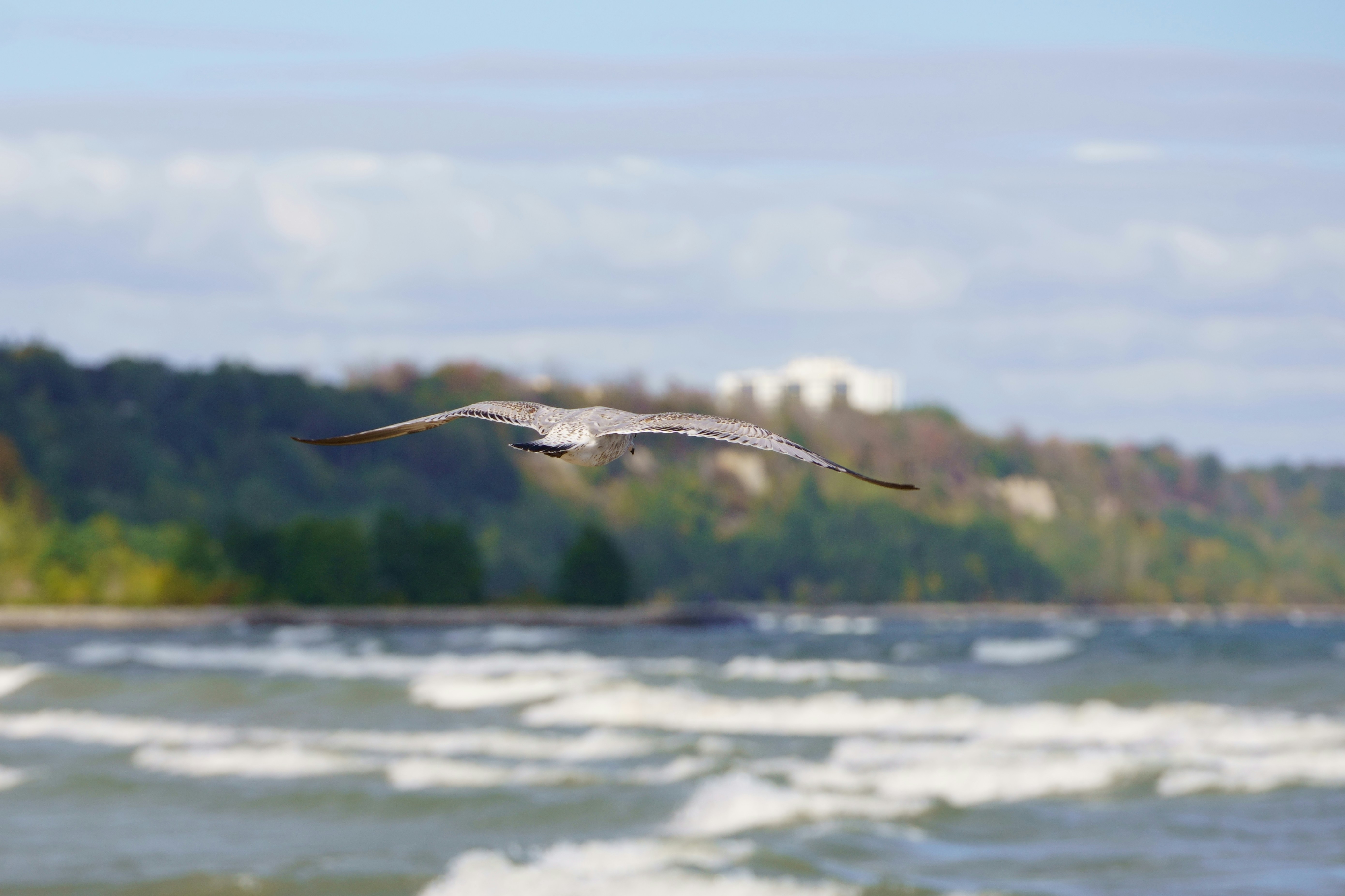 A seagull flies over choppy ocean waves.