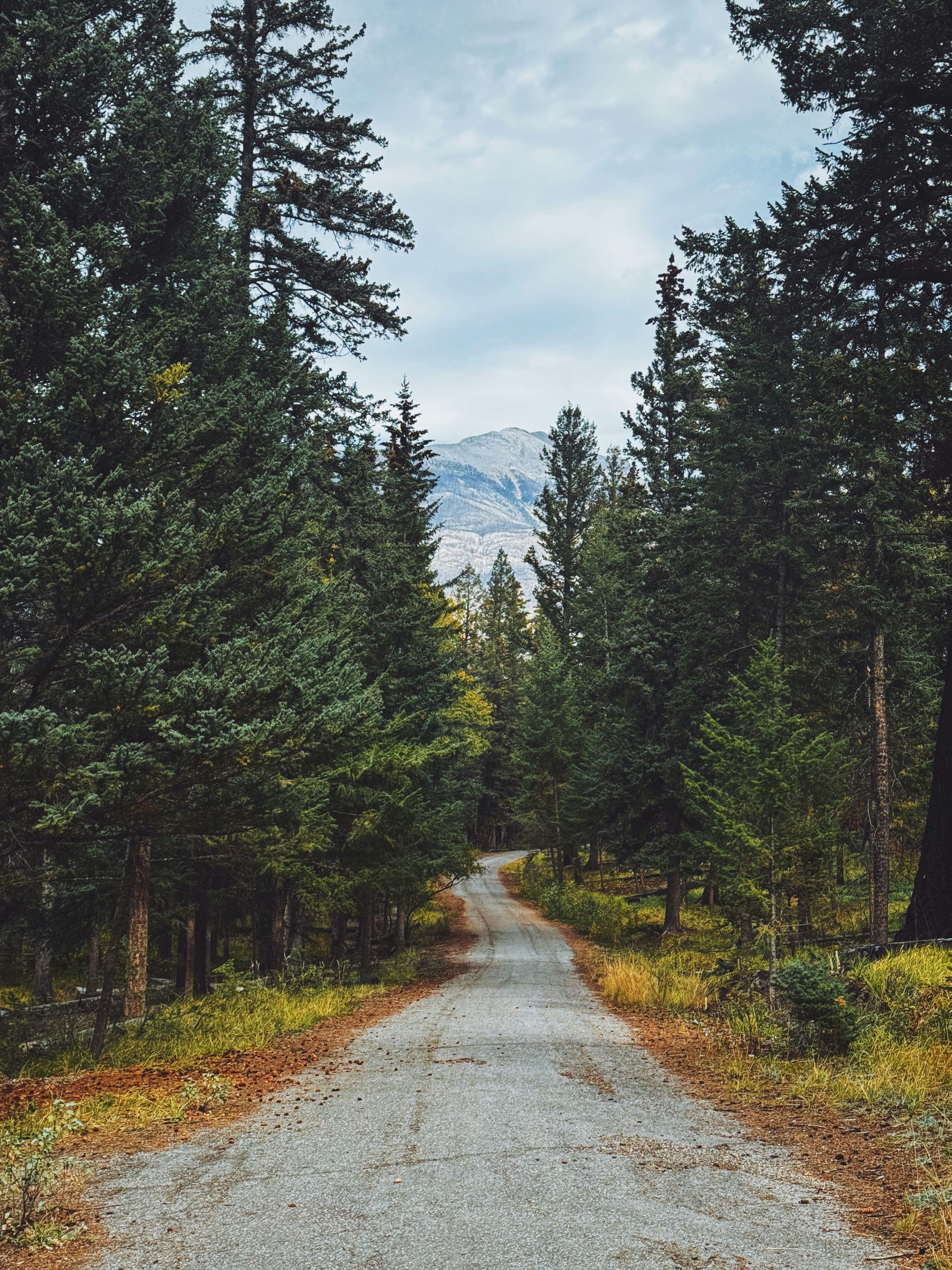 Whispering Pines: A Road Through the Distant Peaks