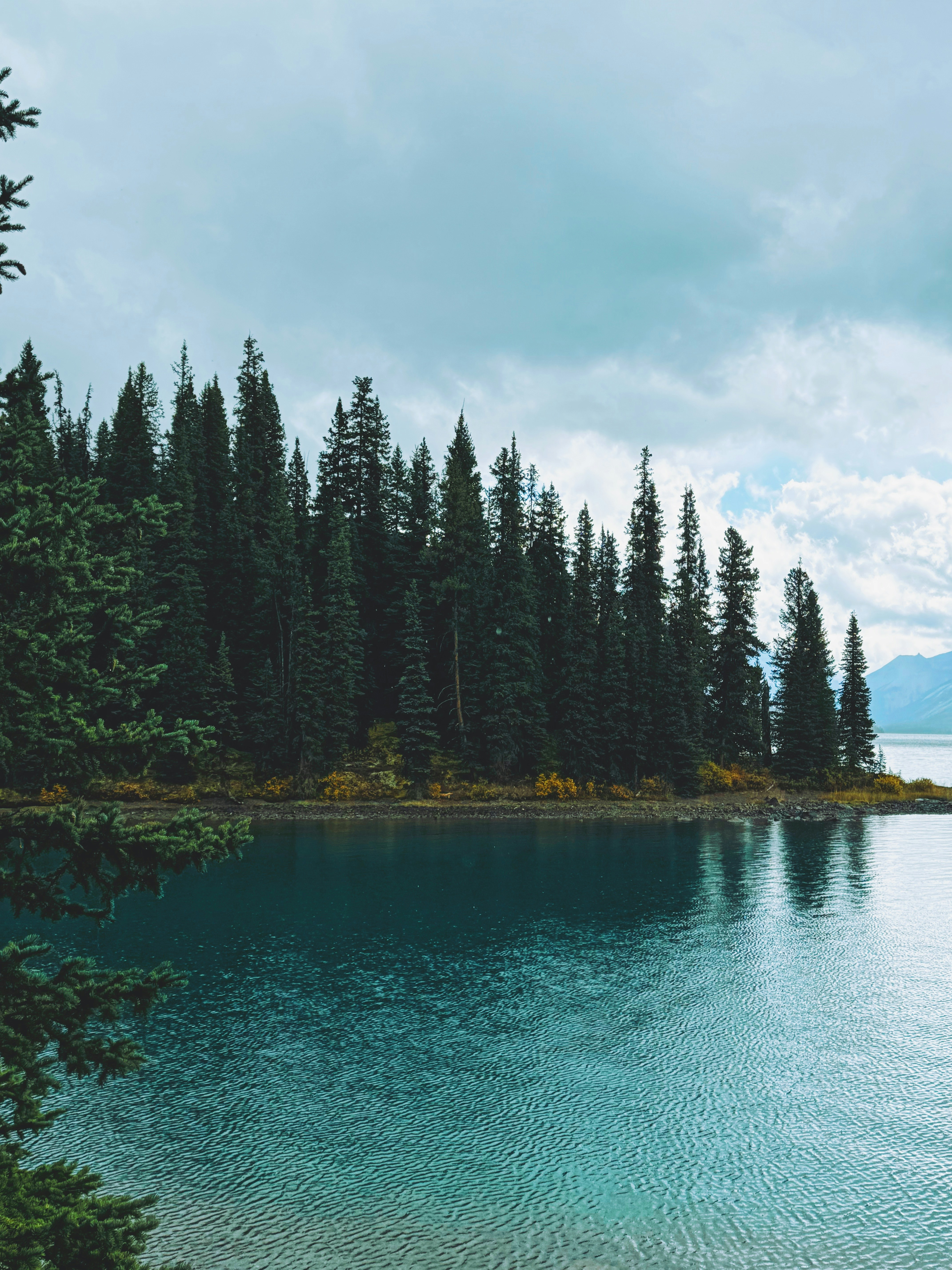 Pine forest along a tranquil blue lake