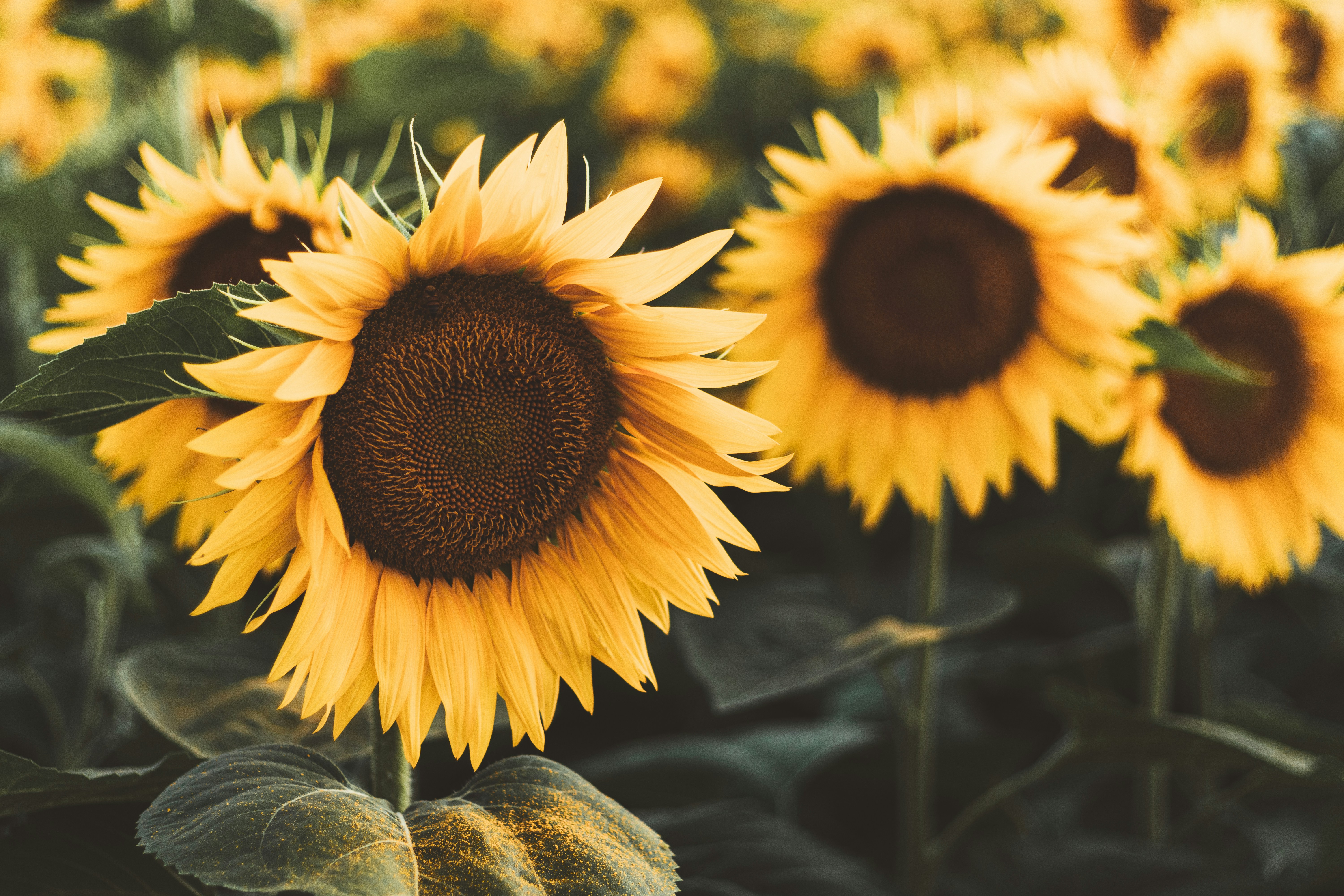 Field of blooming sunflowers on a sunny day