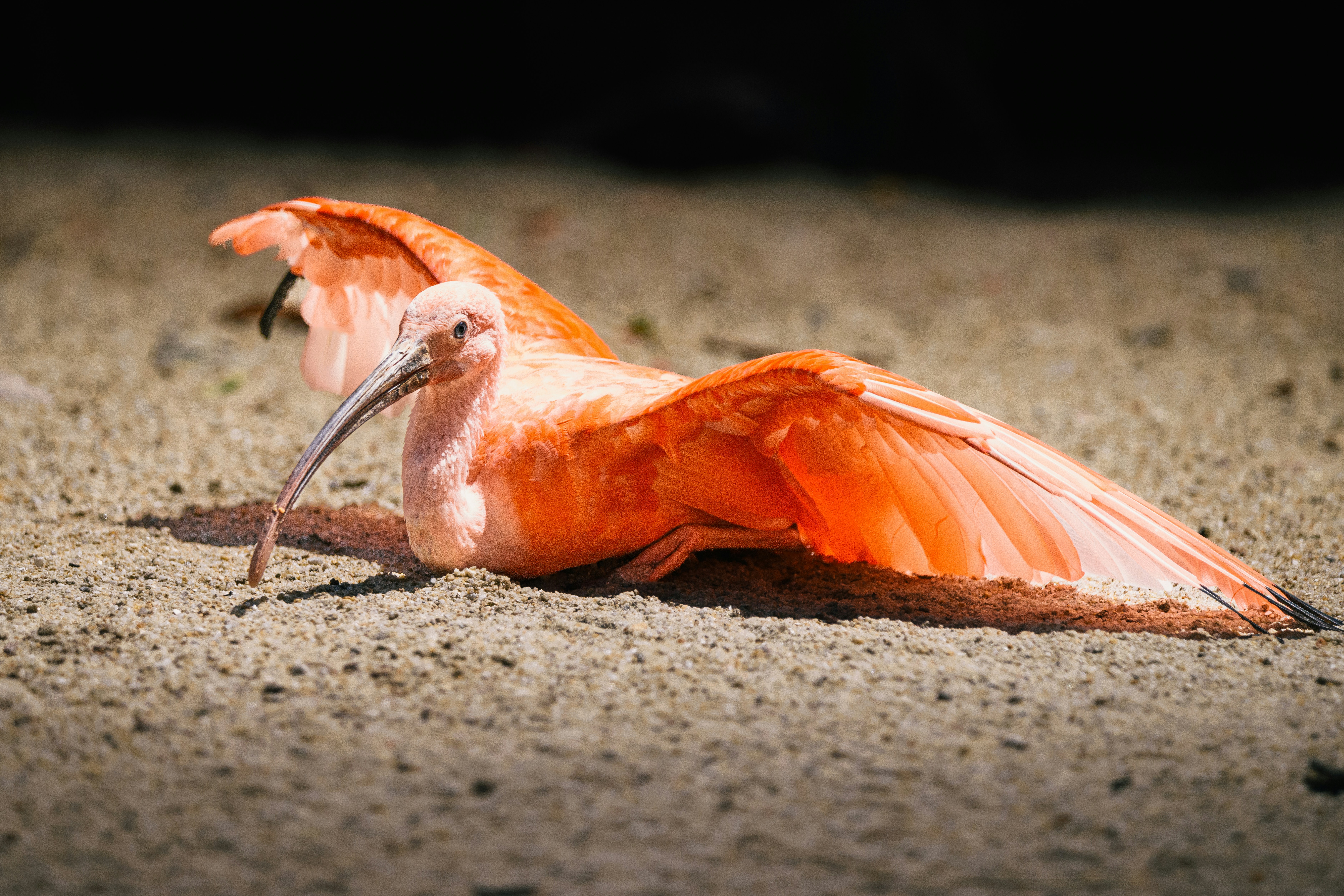 Un ibis écarlate rose vif se repose sur le sable. photo – Image ...