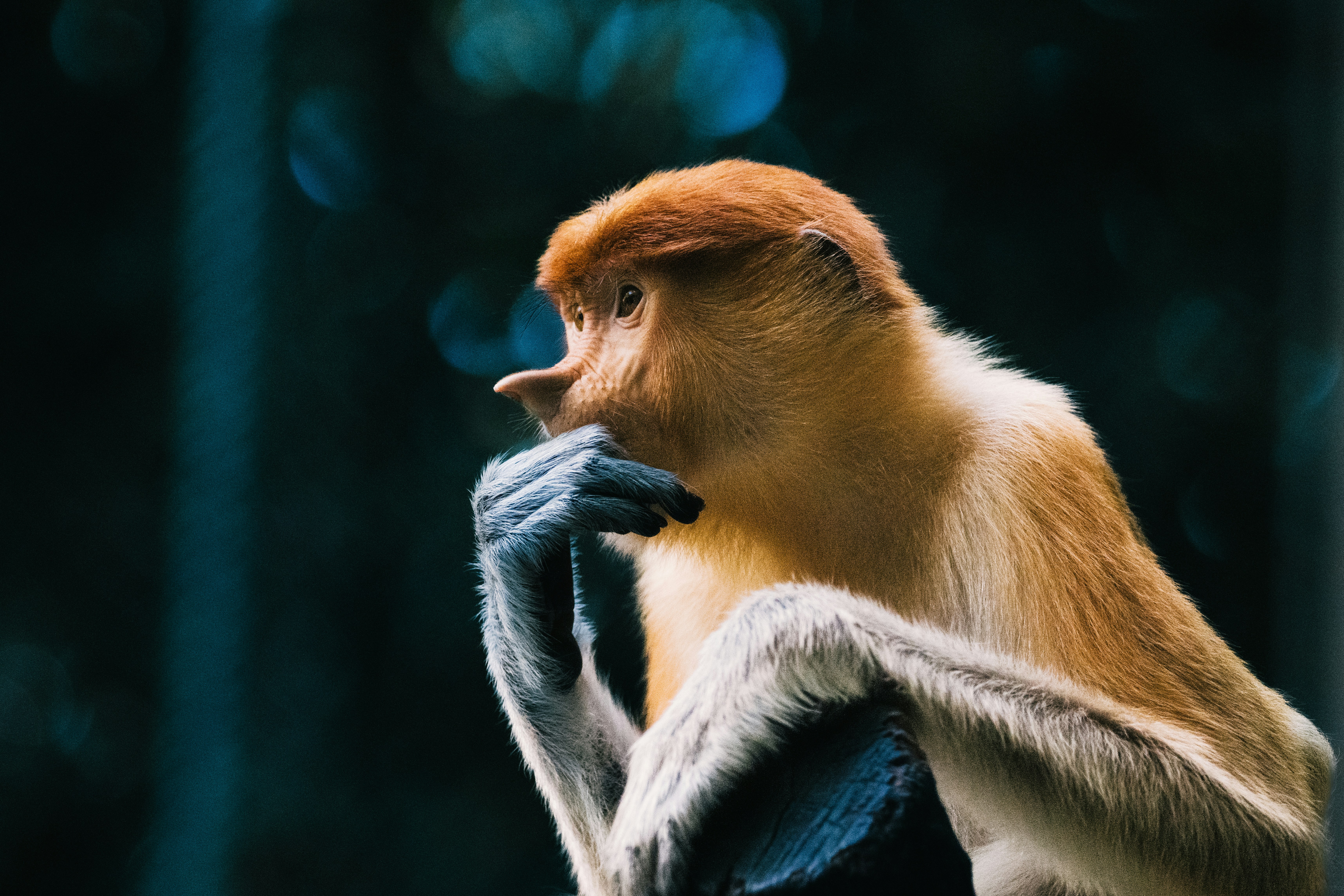 Proboscis monkey with large nose looking thoughtful photo – Free Animal ...