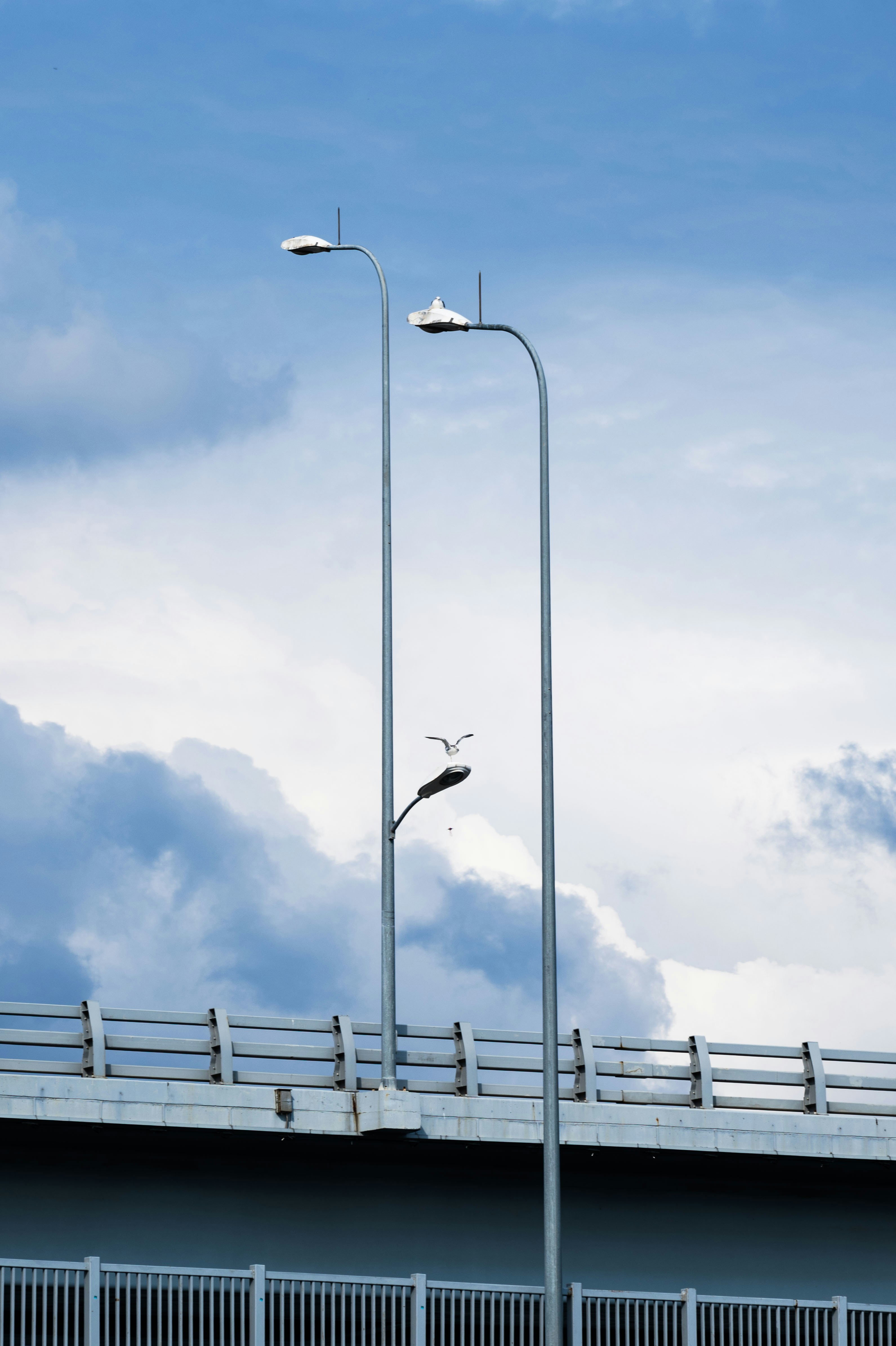 Urban Serenity: A Dance of Light and Flight
