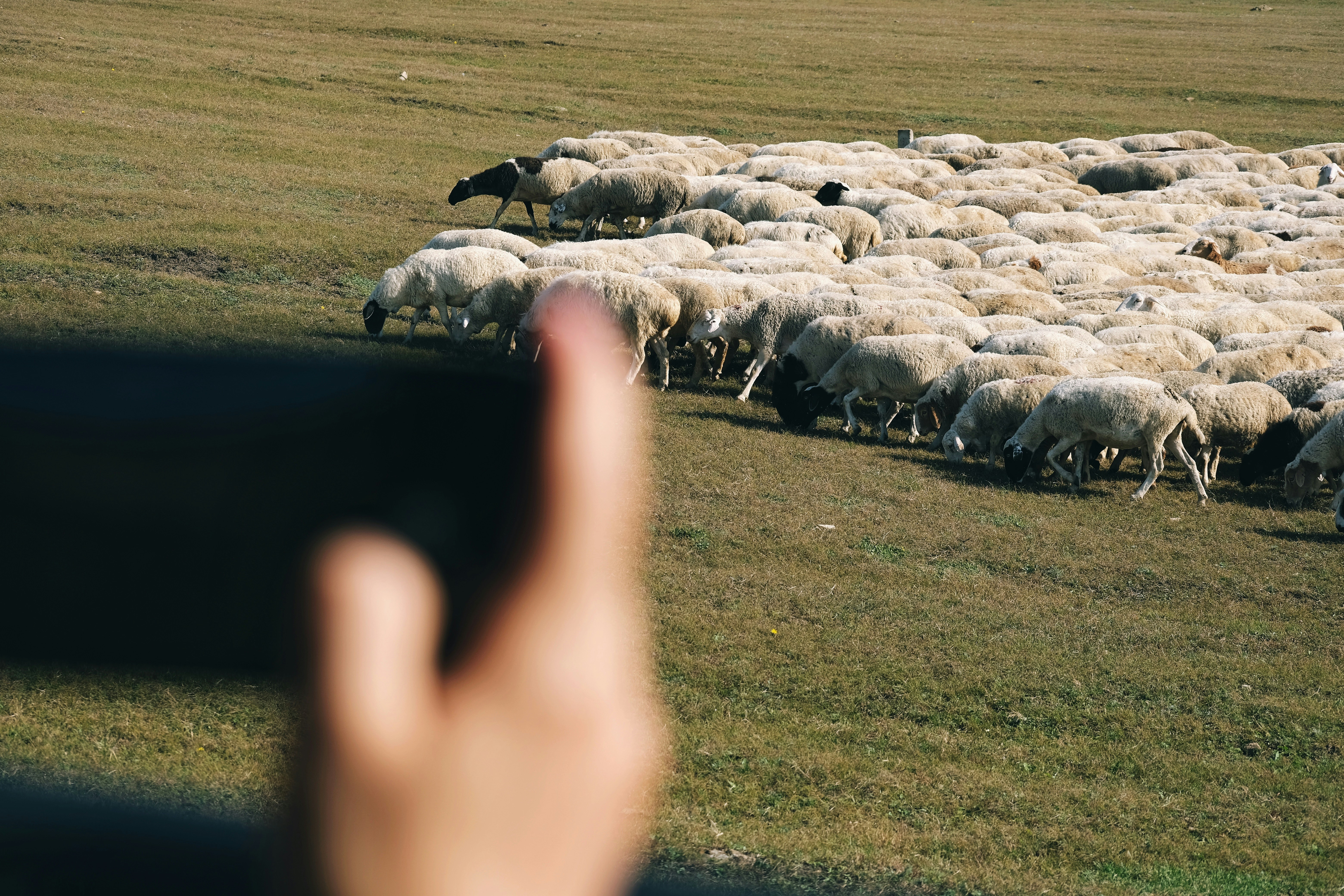 A flock of sheep grazing in a grassy field.