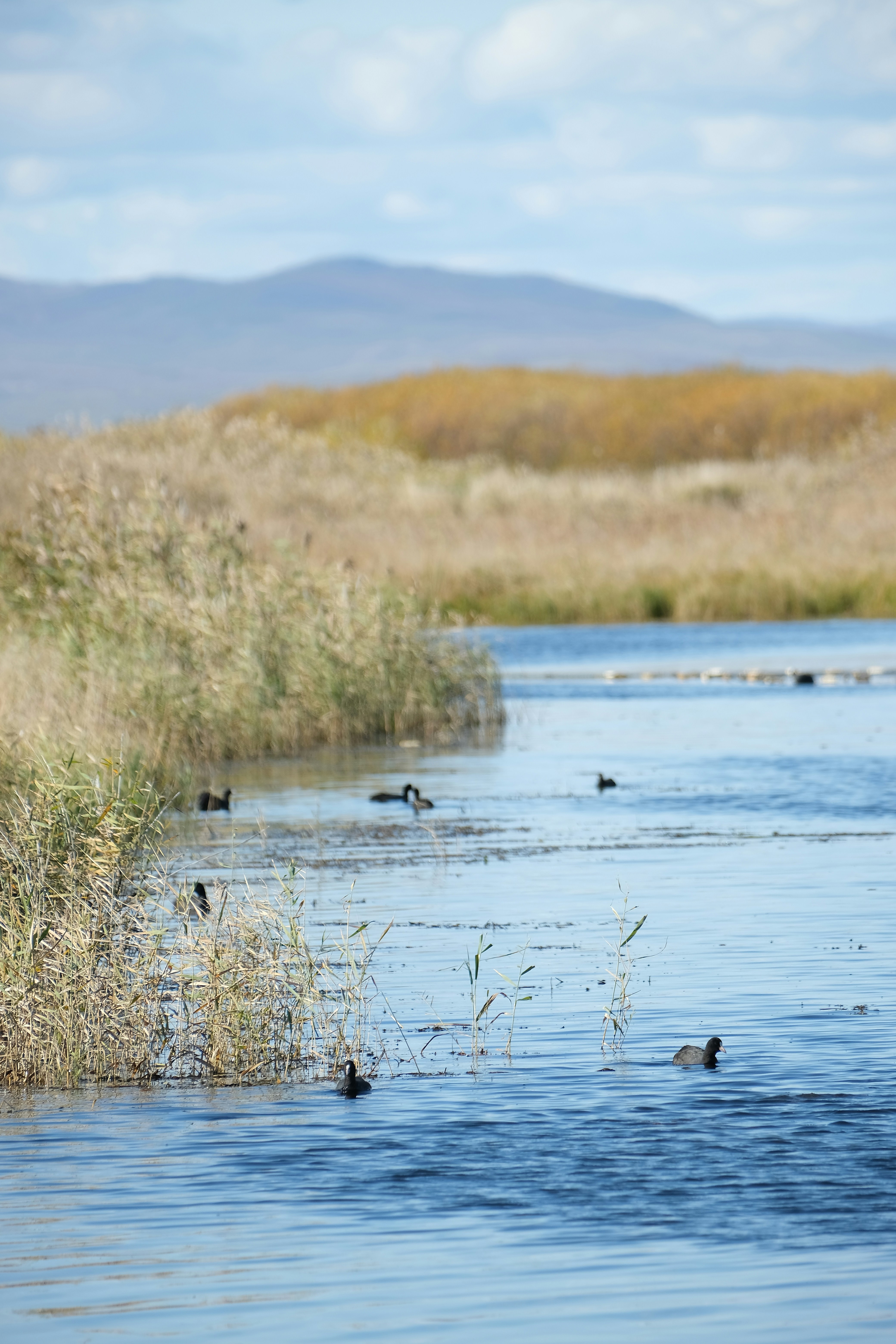 Serenity on the Water's Edge
